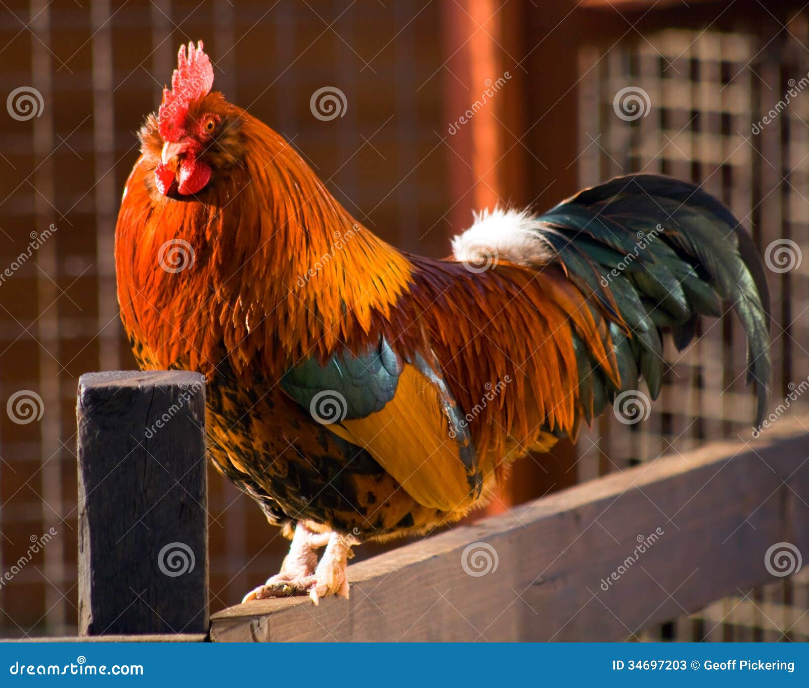 Cockerel stock image. Image of colourful, feather, cockerel - 34697203