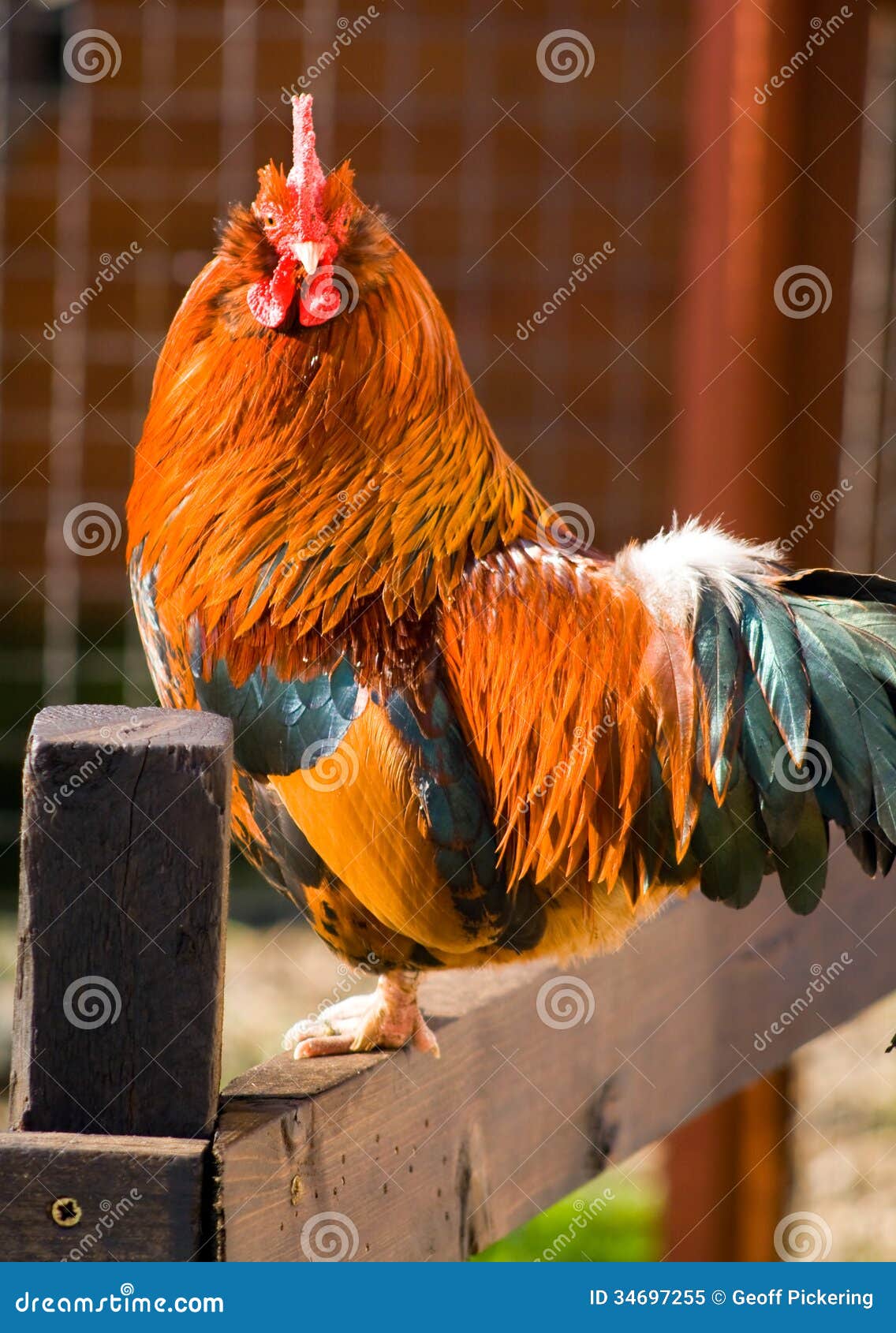 Cockerel stock image. Image of beak, animal, bird, colourful - 34697255