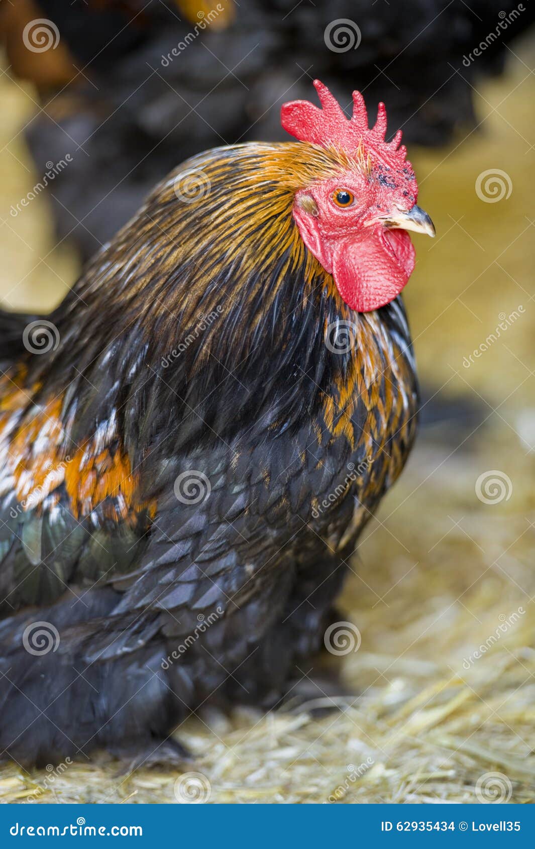 Cockerel stock photo. Image of male, cockerel, animal - 62935434