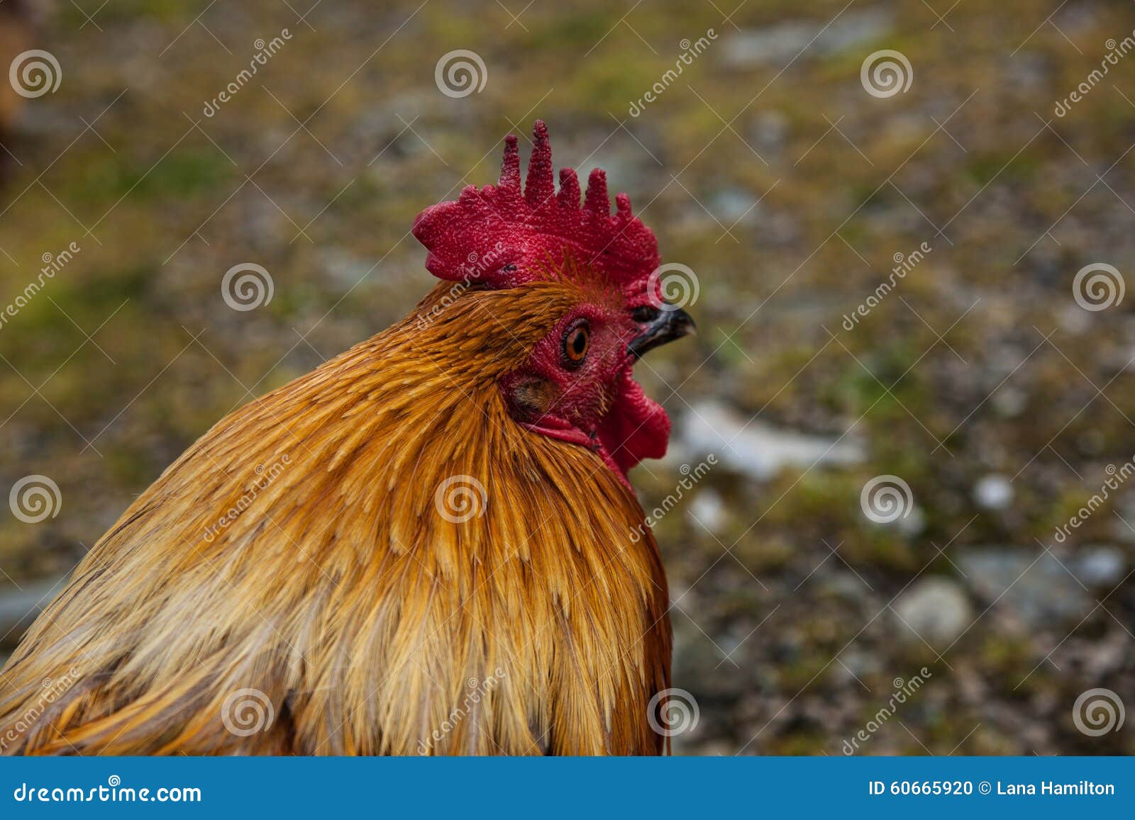 Cockerel stock photo. Image of feeding, rooster, brown - 60665920