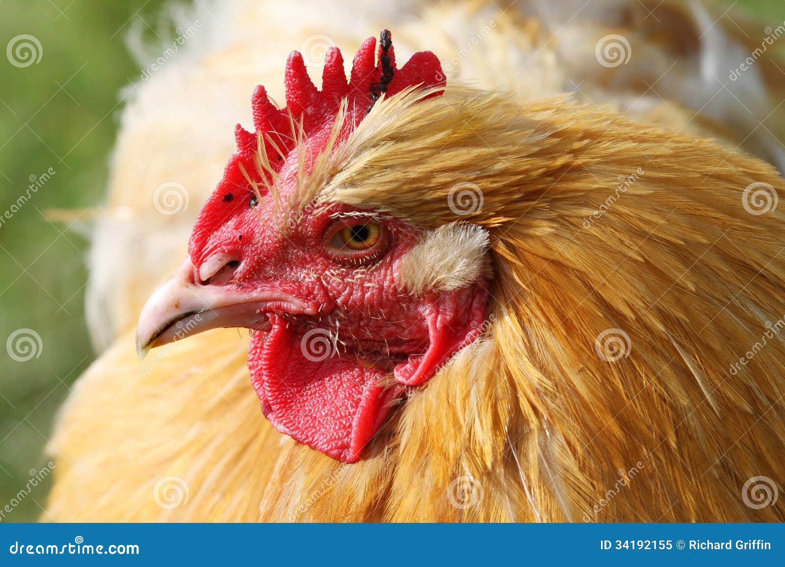 Cockerel stock image. Image of beak, crop, farm, cockerel - 34192155