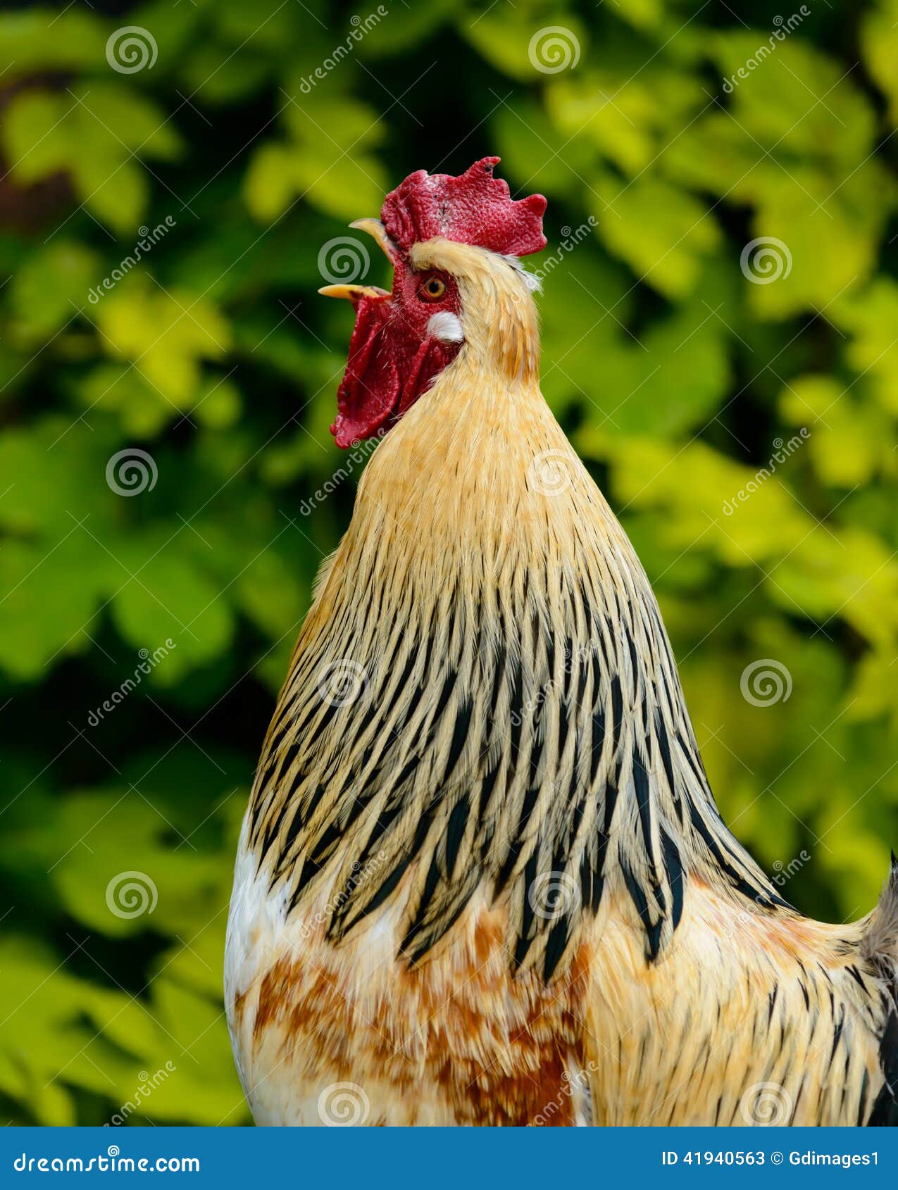 Cockerel crowing stock image. Image of strong, northumberland - 41940563