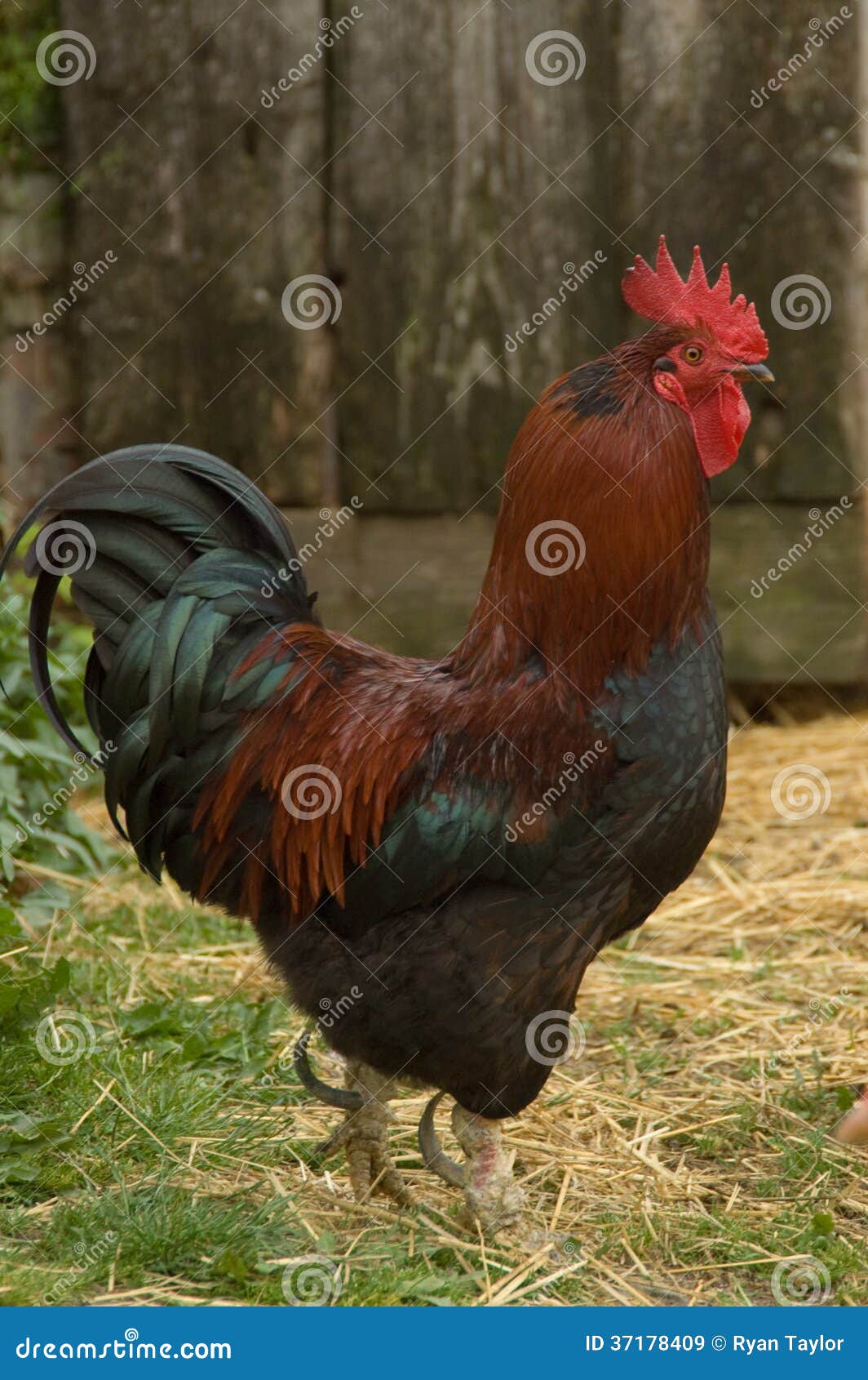 Cockerel Free Range on Farm Stock Image - Image of rooster, range: 37178409