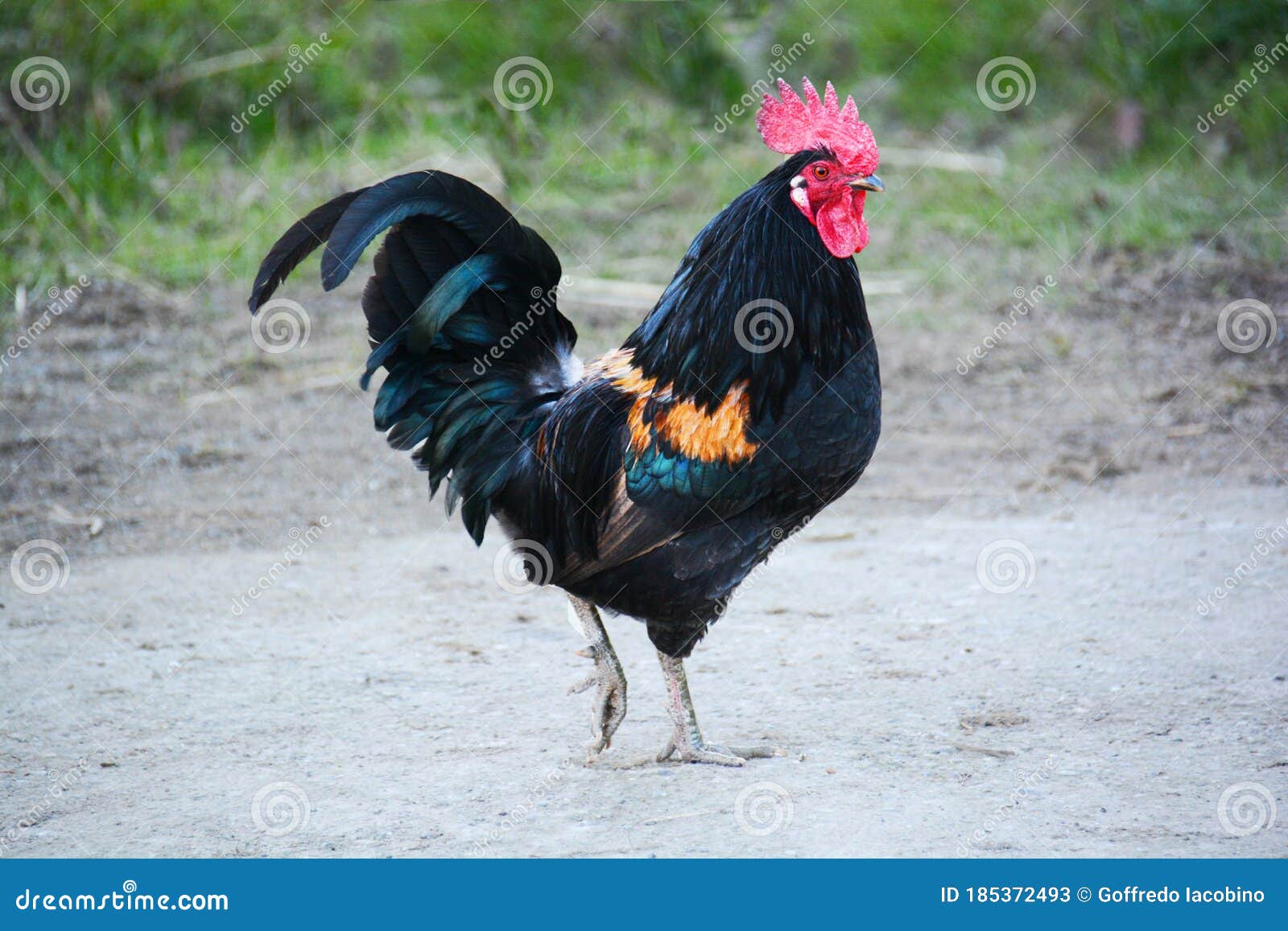 Cockerel stock image. Image of wattles, farm, agriculture - 185372493