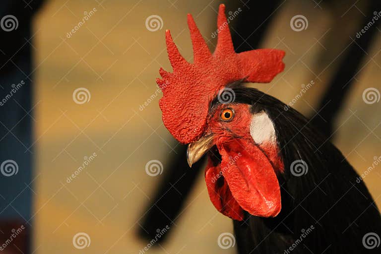 Cockerel stock image. Image of rooster, cockerel, profile - 43532563