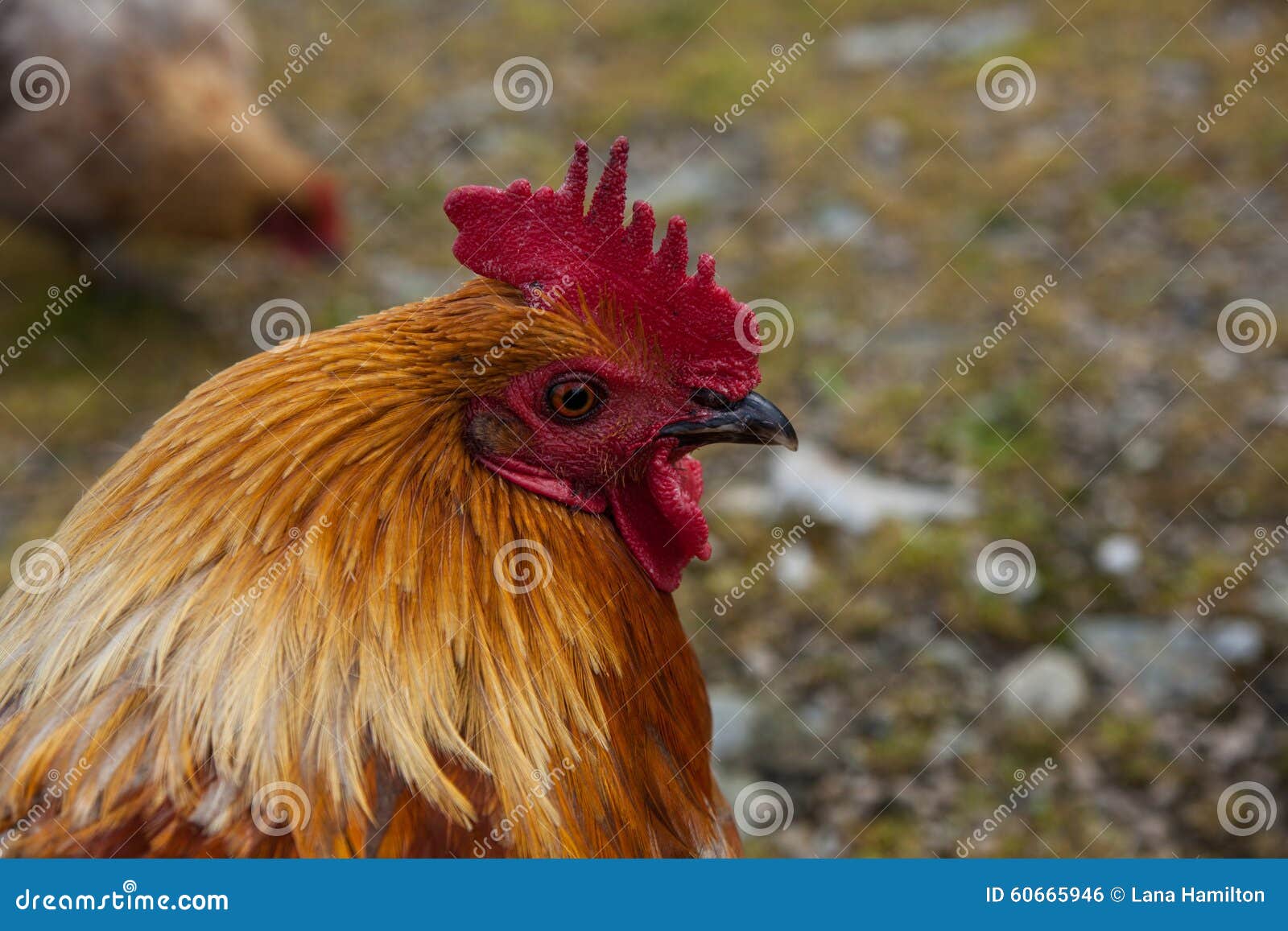Cockerel stock photo. Image of animals, animal, pets - 60665946