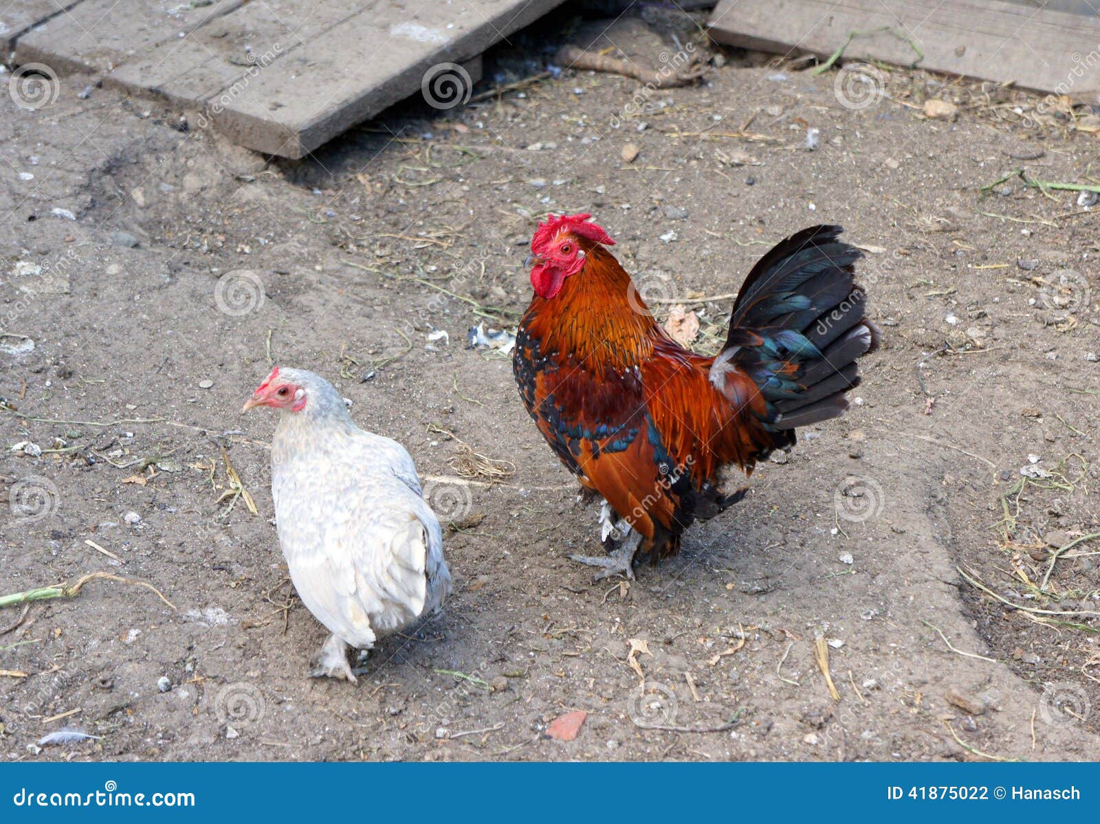 Cockerel and hen stock photo. Image of couple, standing - 41875022