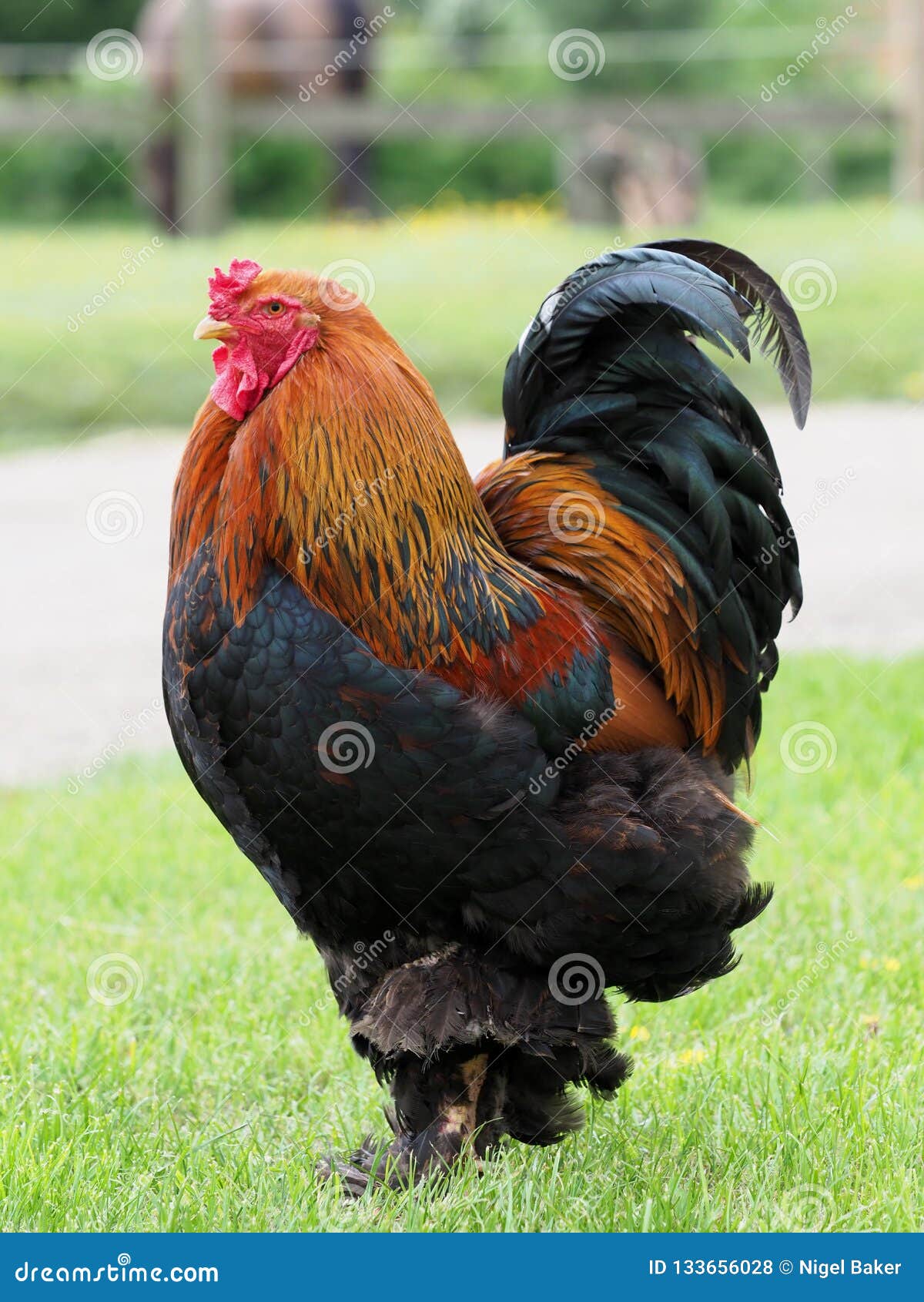 Cockerel stock photo. Image of cockerel, meat, eggs - 133656028