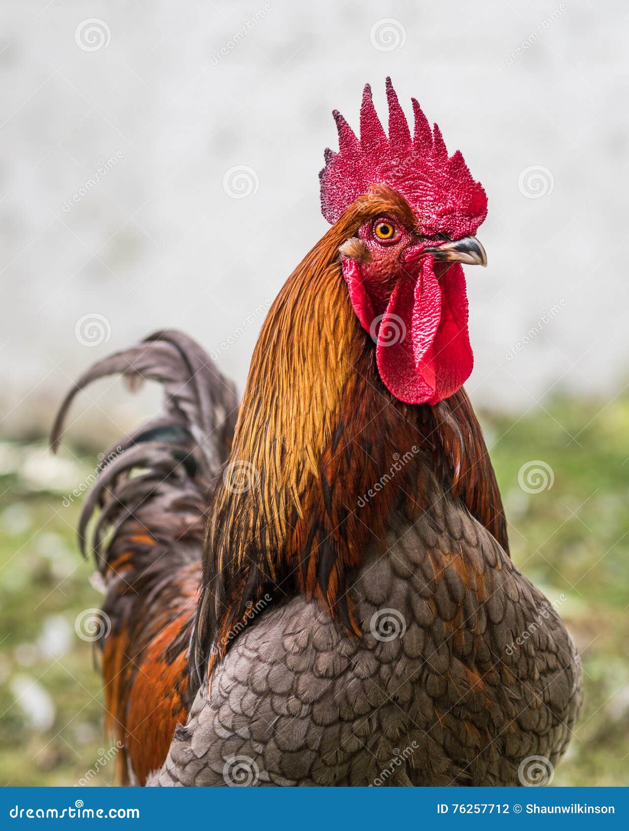 Cockerel stock photo. Image of beak, noise, male, farm - 76257712