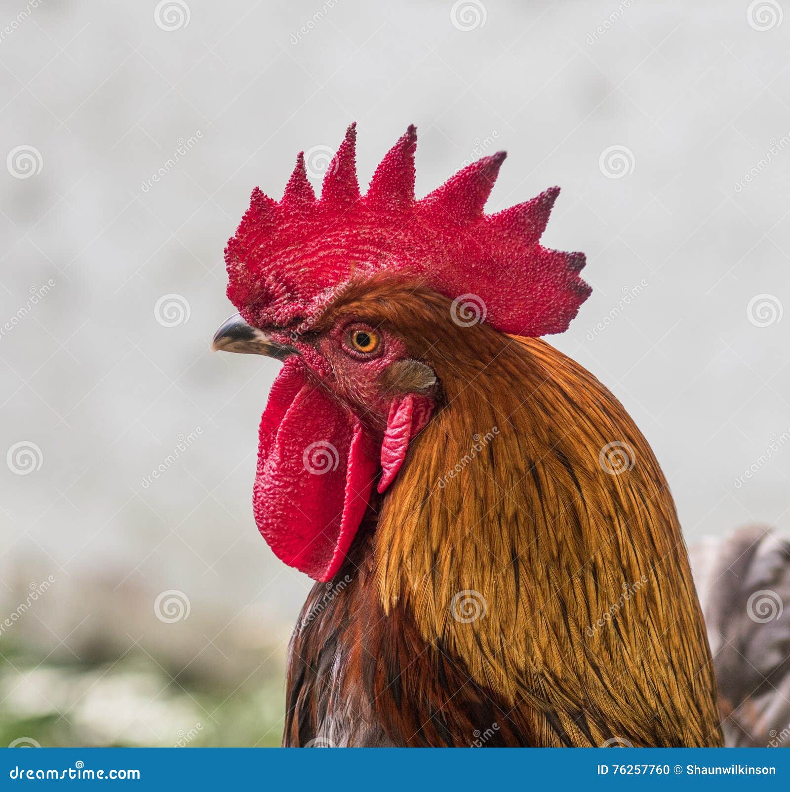Cockerel stock photo. Image of rural, livestock, chick - 76257760