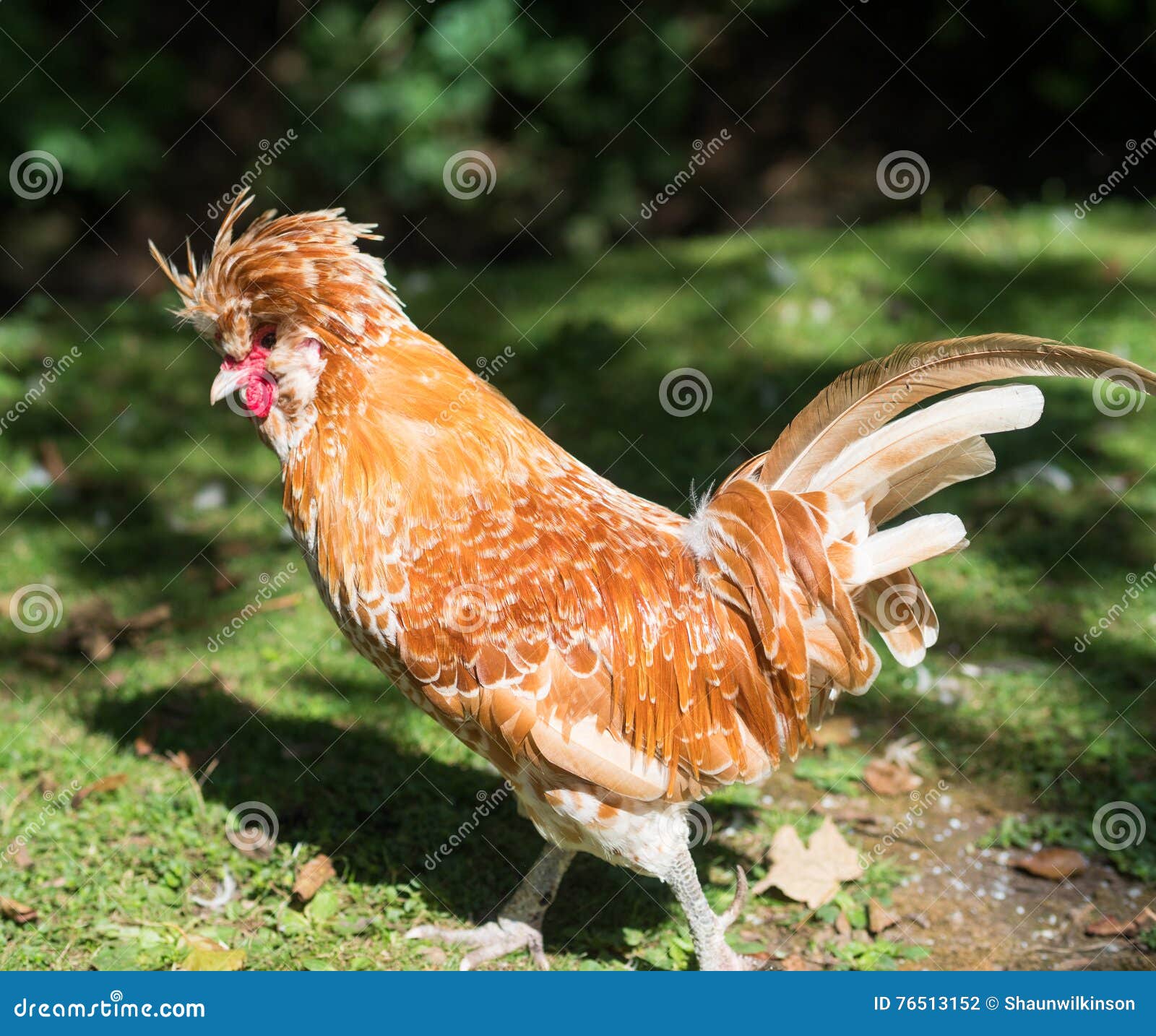 Cockerel stock photo. Image of good, isolated, male, agriculture - 76513152