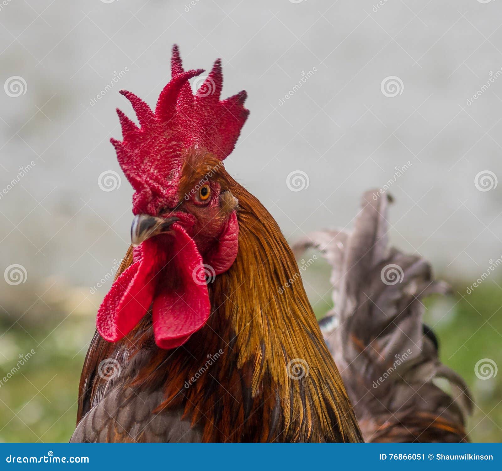 Cockerel stock image. Image of farm, adult, rural, colorful - 76866051