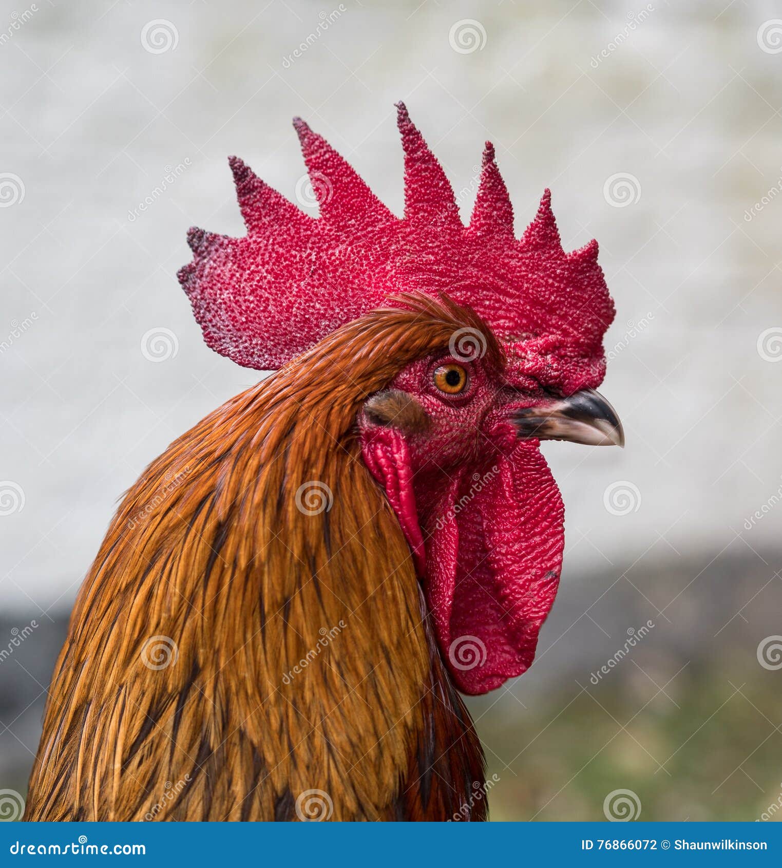 Cockerel stock photo. Image of barnyard, chick, chicken - 76866072