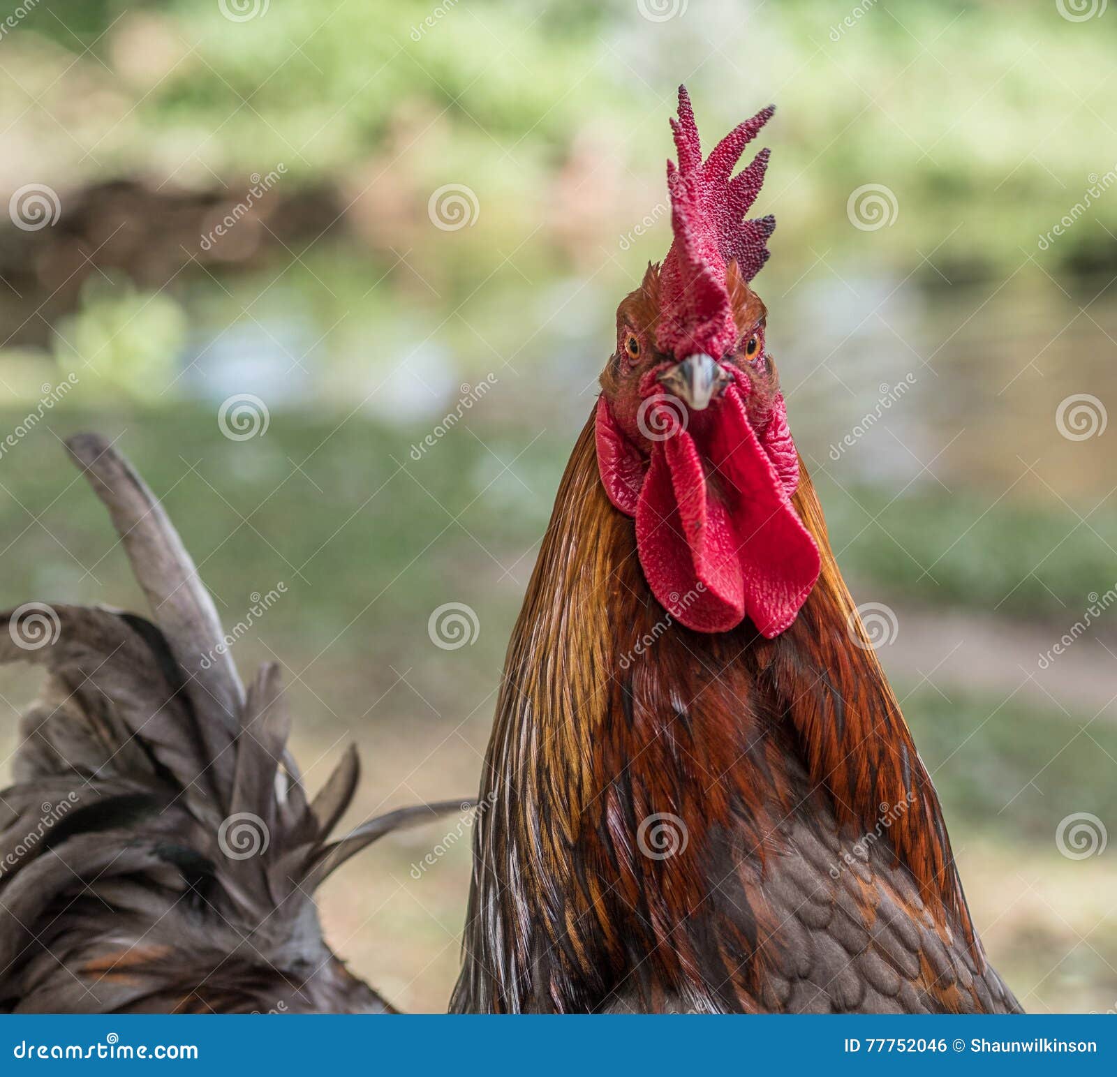 Cockerel stock photo. Image of agriculture, meat, fowl - 77752046