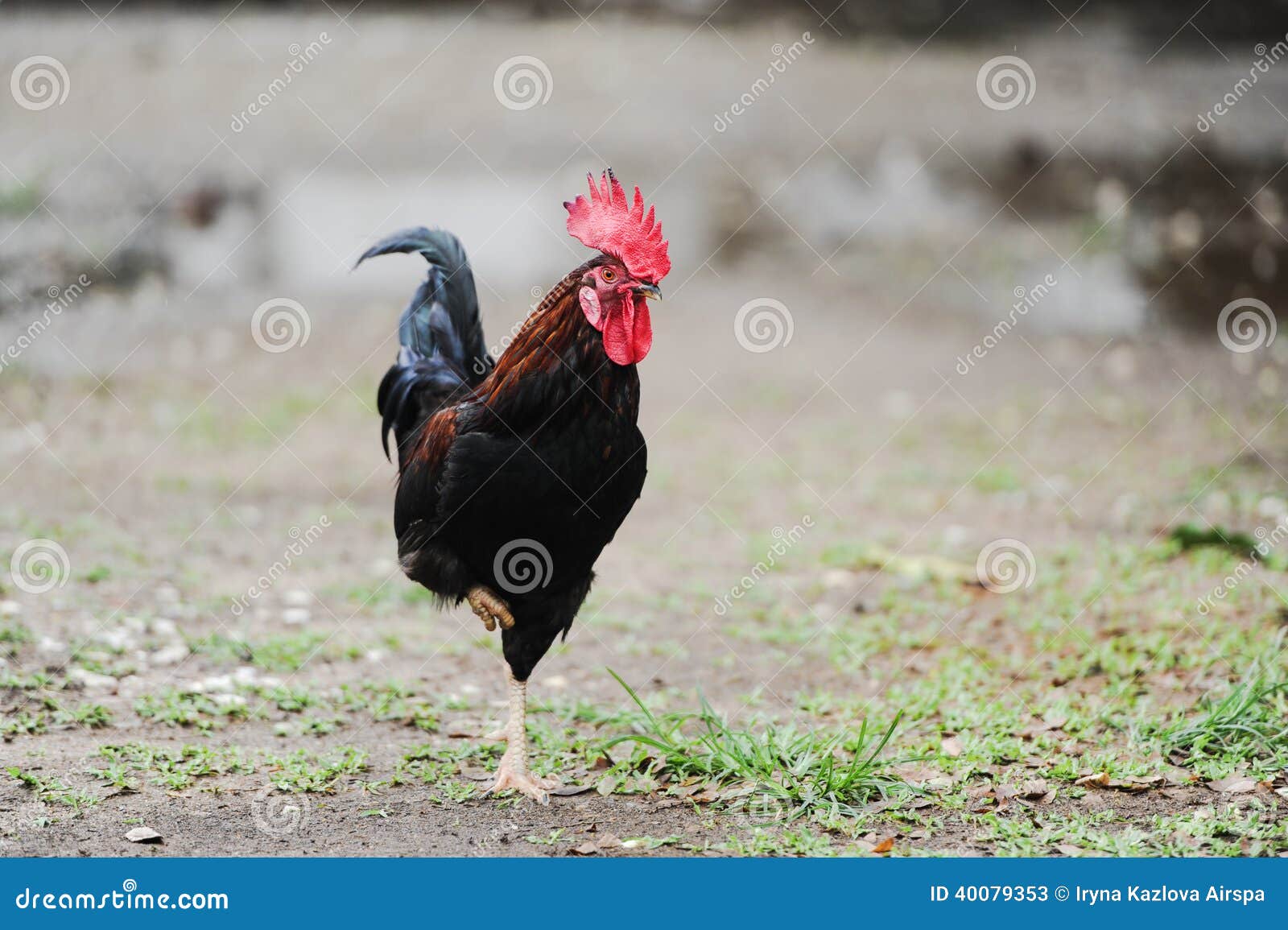 Cockerel with a red comb stock image. Image of wildlife - 40079353