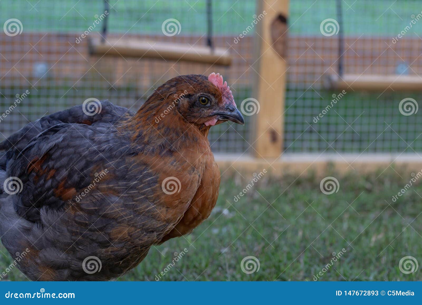 Cockerel Rooster in Backyard Chicken Run Stock Image - Image of house ...