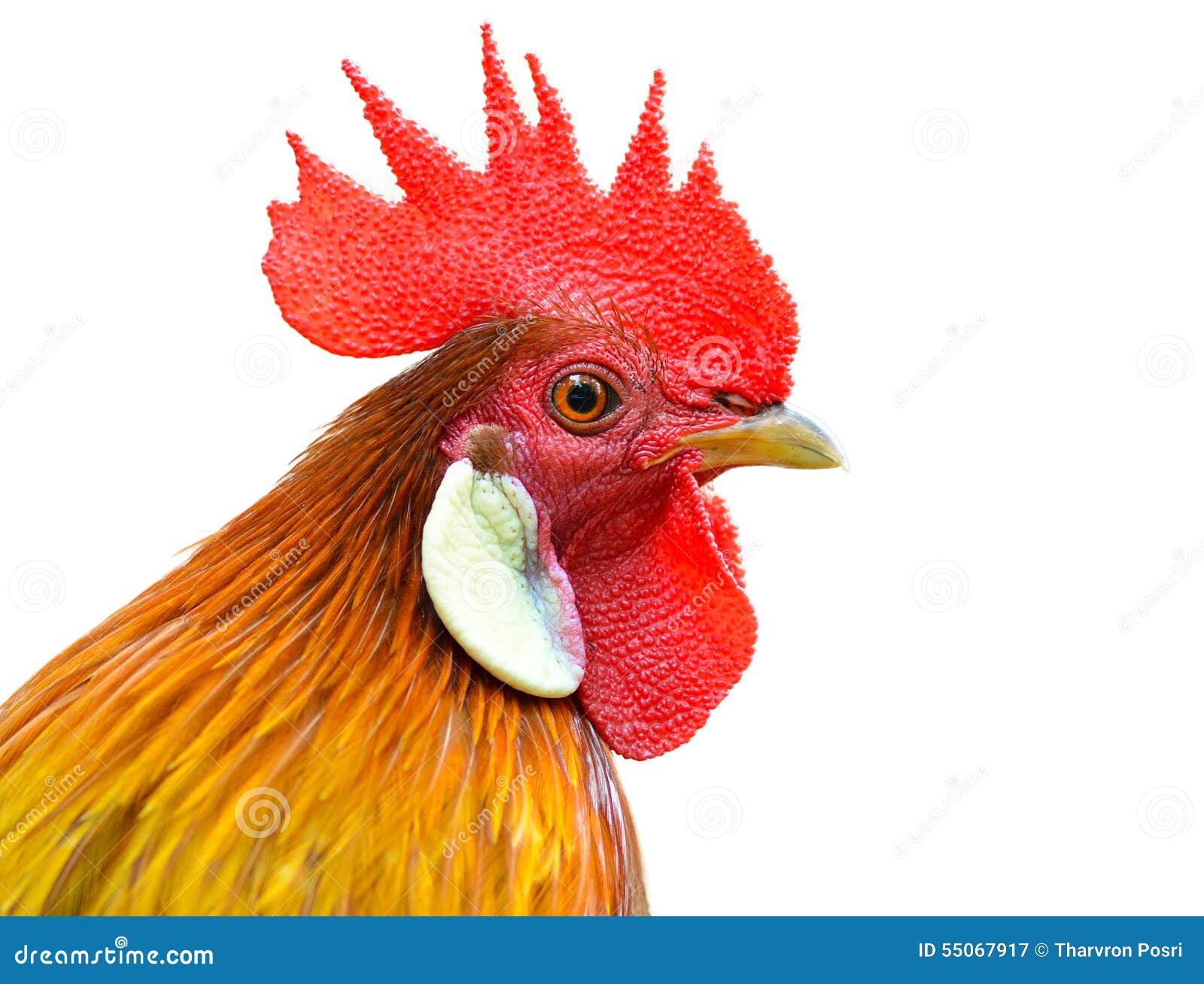 Cockerel (Rooster) Isolated on White Background Stock Image - Image of ...