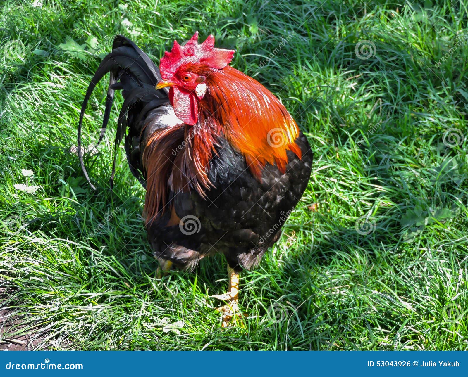 Cockerel stock photo. Image of range, chicken, male, summer - 53043926