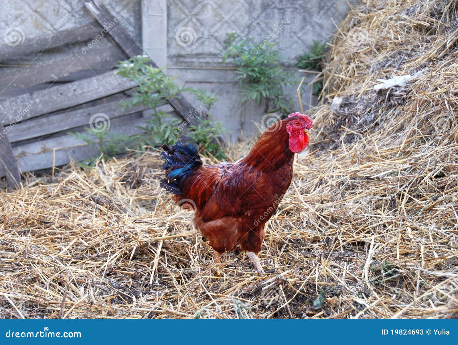 Cockerel in Rustic Farm Yard Stock Image - Image of bird, livestock ...