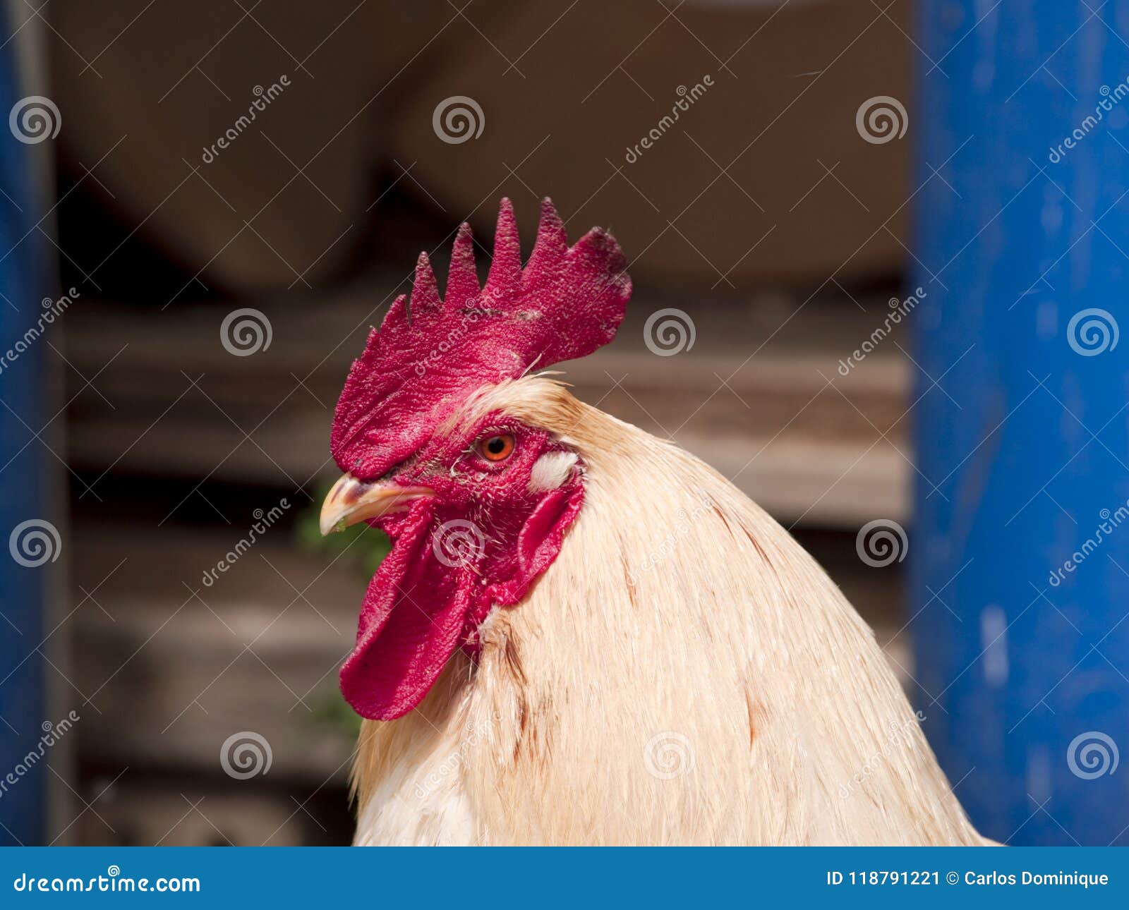 Cockerel in Farm Walking in Calm Stock Image - Image of colorful ...