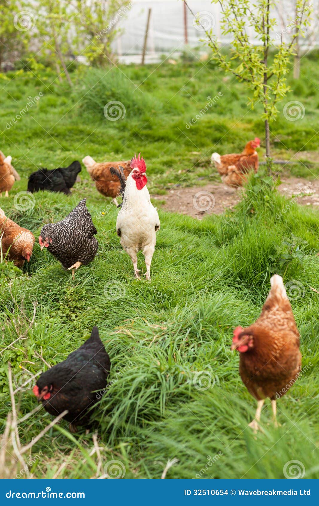 Cockerel Standing in the Middle of Hens Stock Photo - Image of cockerel ...