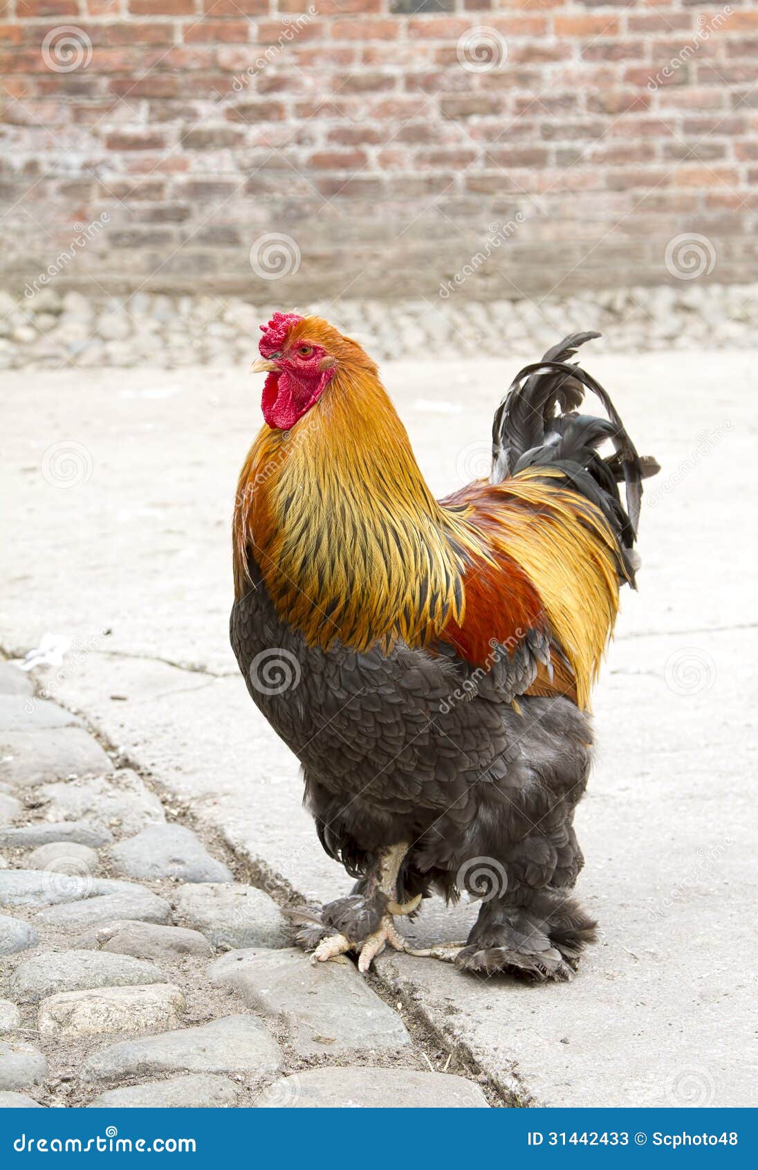 Cockerel stock image. Image of beak, breed, animal, chicken - 31442433