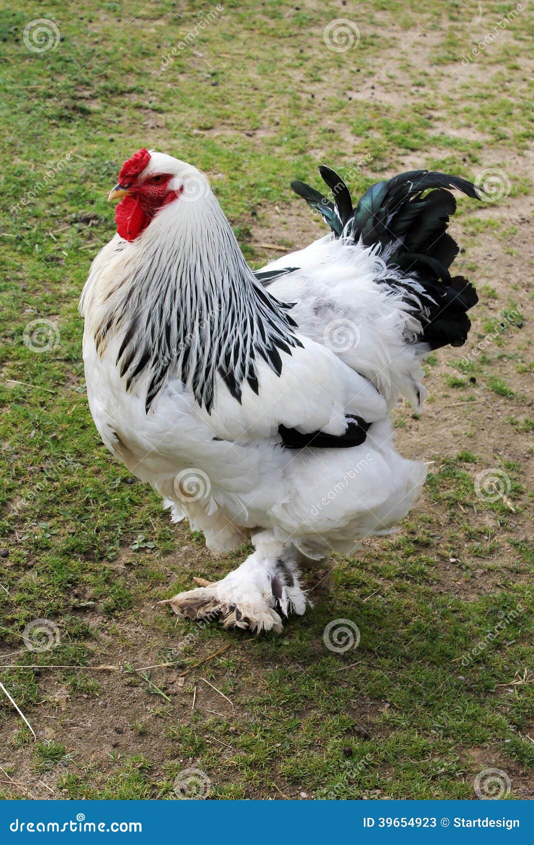 Cockerel stock image. Image of farmers, themes, bird - 39654923