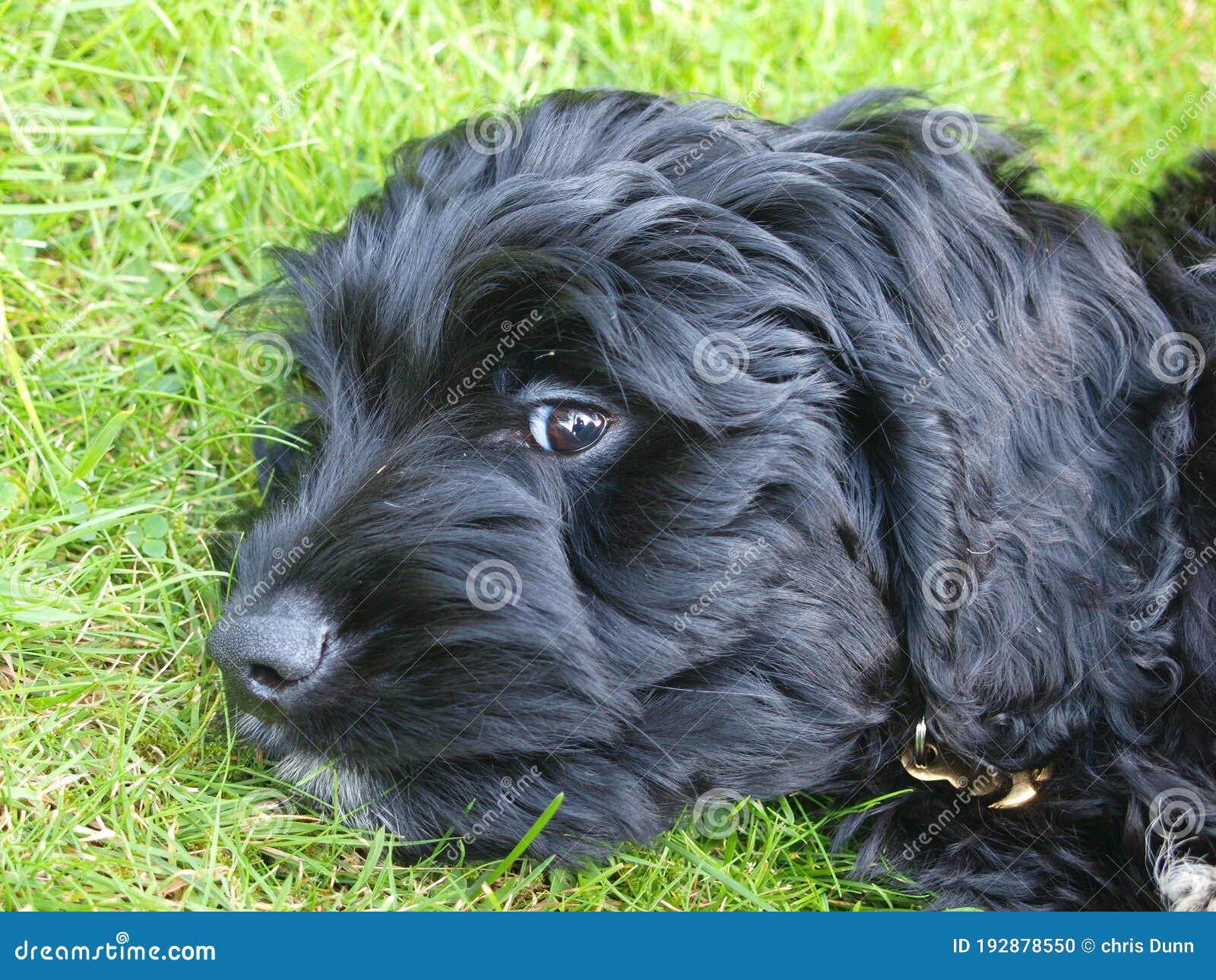 Cockerpoo Puppy 10 Weeks Old Royalty-Free Stock Photo | CartoonDealer ...