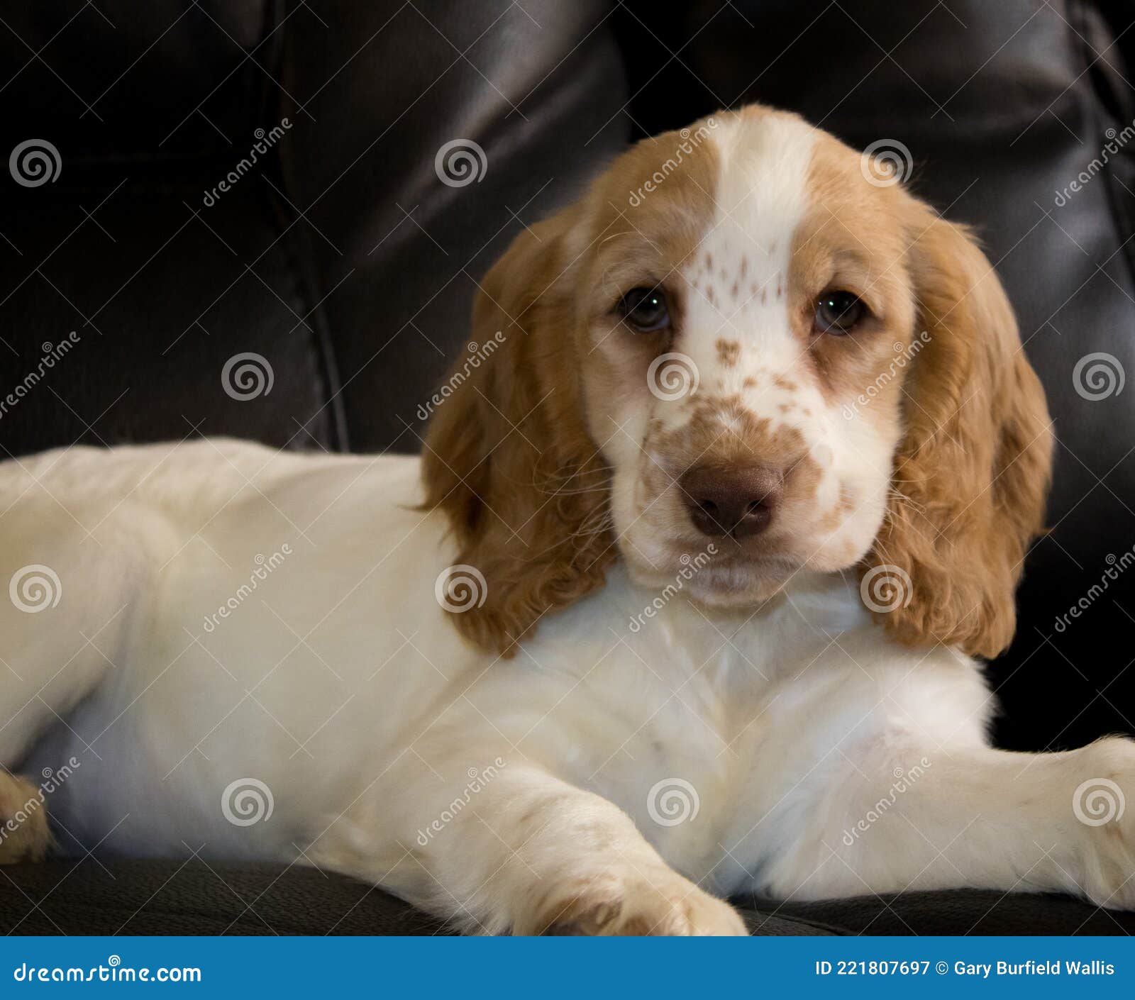 Cockerpoo Puppy 10 Weeks Old Stock Image | CartoonDealer.com #221808151