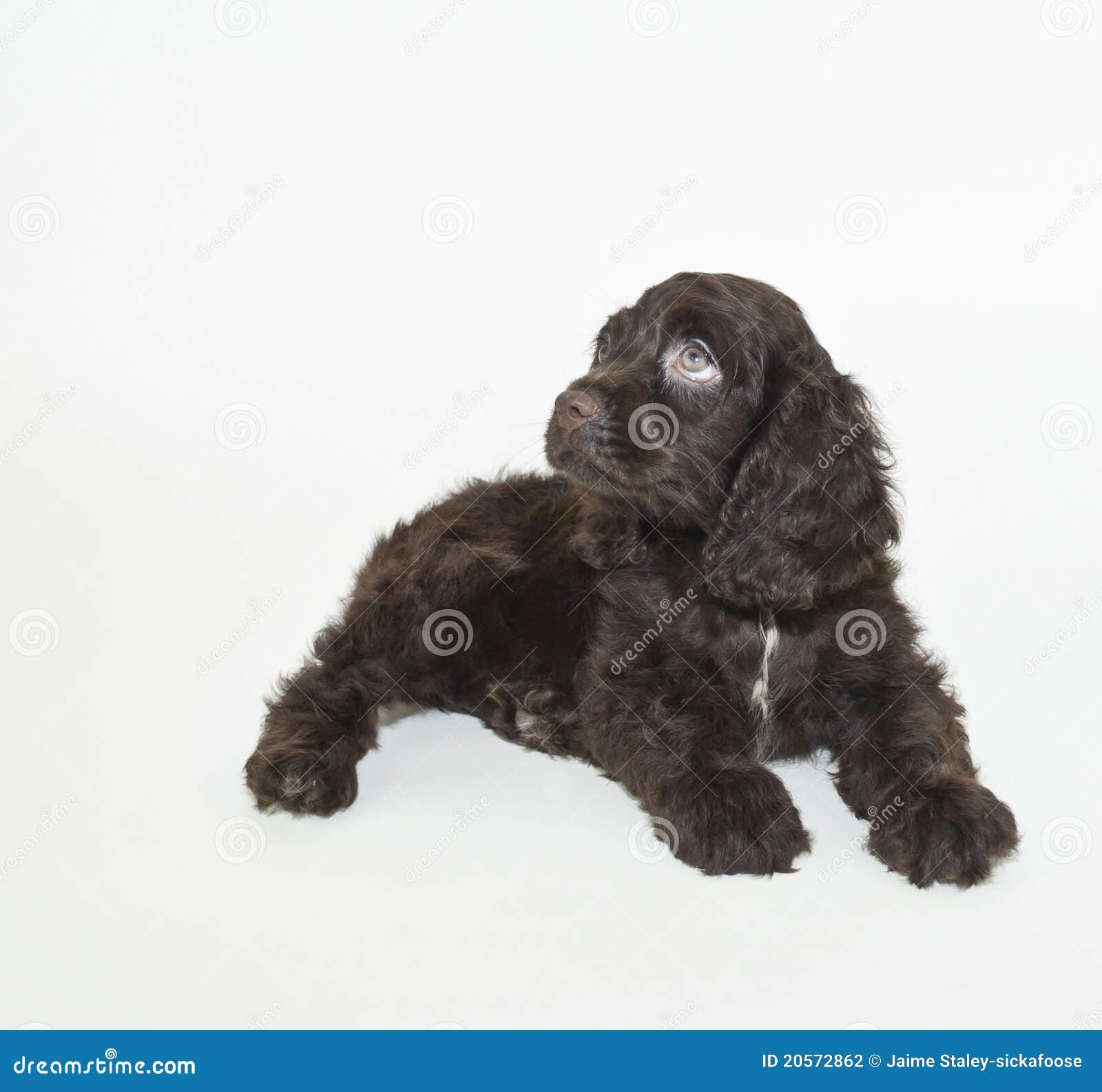 Cockerspanielvalpspaniel arkivfoto. Bild av kort, anhydrous - 20572862