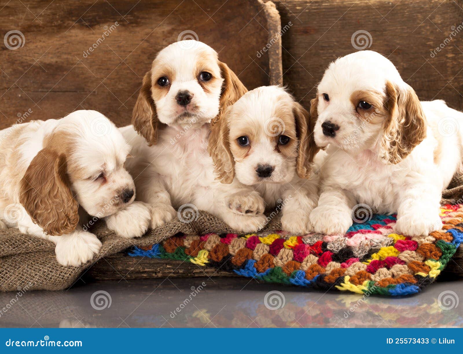Cockerspanielvalpspaniel fotografering för bildbyråer. Bild av beröm ...