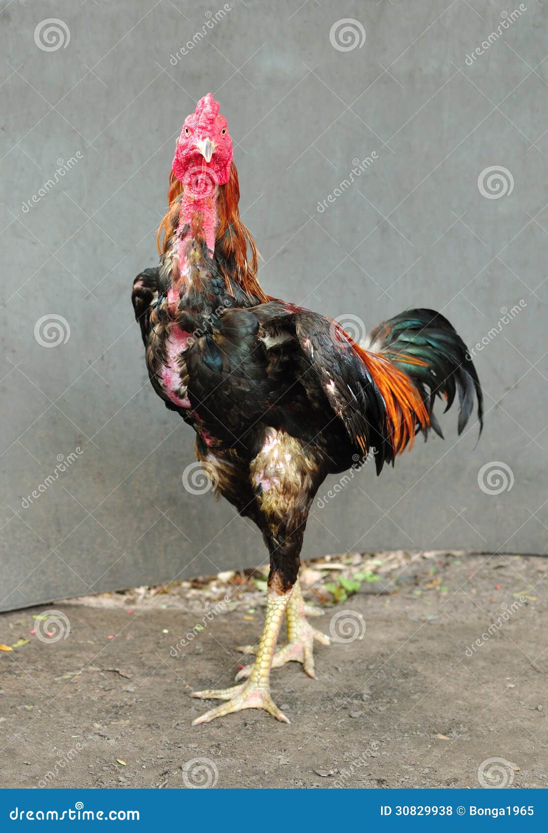 Cockfight. stock photo. Image of activity, houses, bird - 30829938