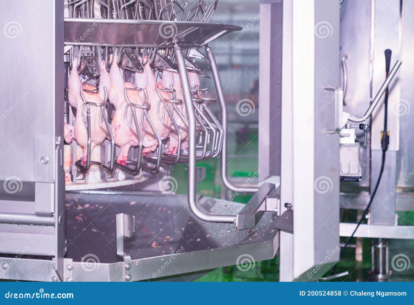 A Cocking Machine To Remove the Innards Stock Photo - Image of animal ...