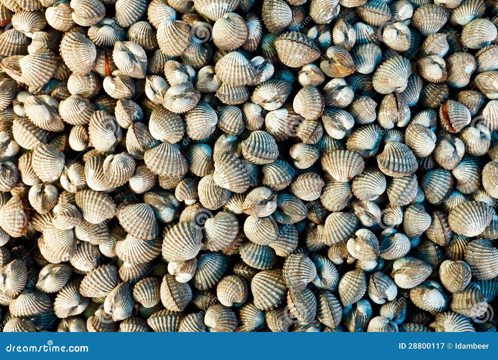 Cockle stock image. Image of bivalve, aquatic, fish, marine - 28800117