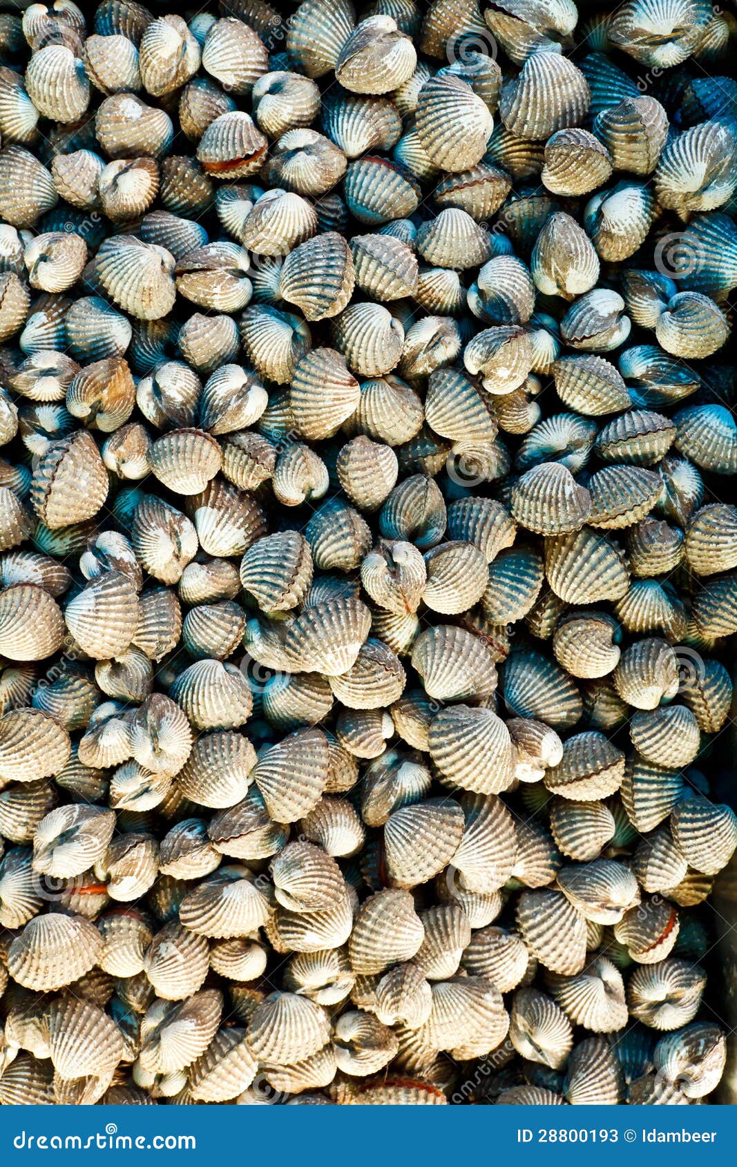 Cockle stock image. Image of common, market, aquatic - 28800193