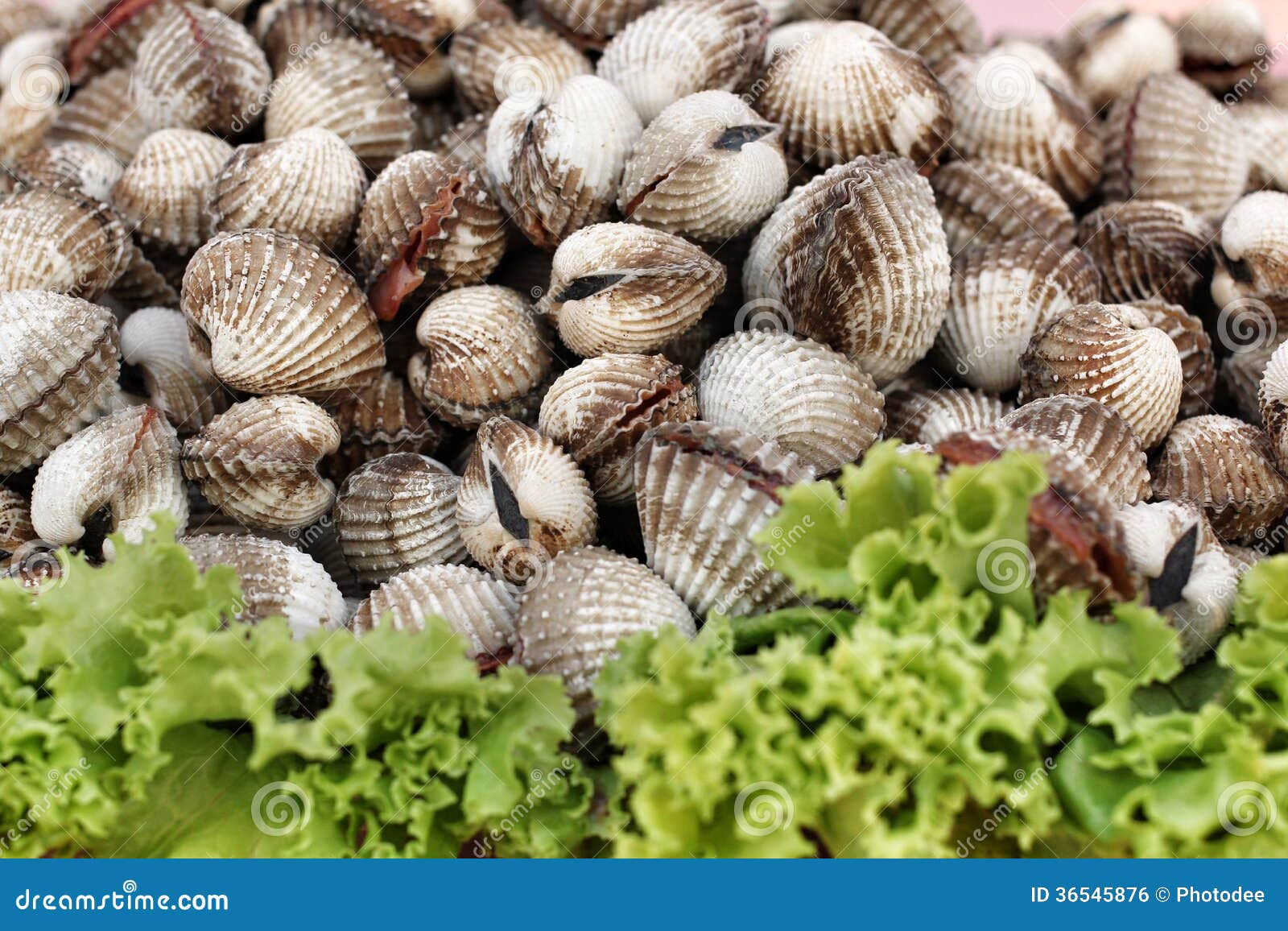 Cockle stock photo. Image of clams, coastal, palette - 36545876