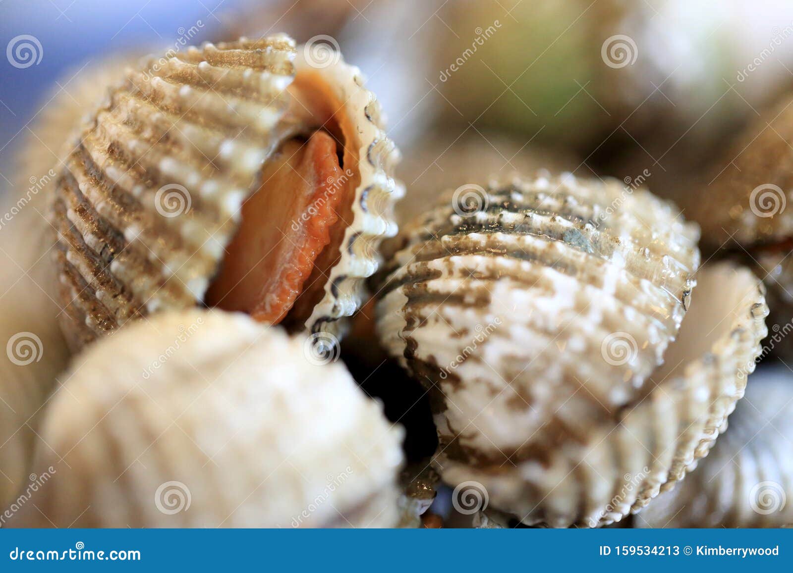 Cockle stock image. Image of bivalve, meat, dish, edible - 159534213