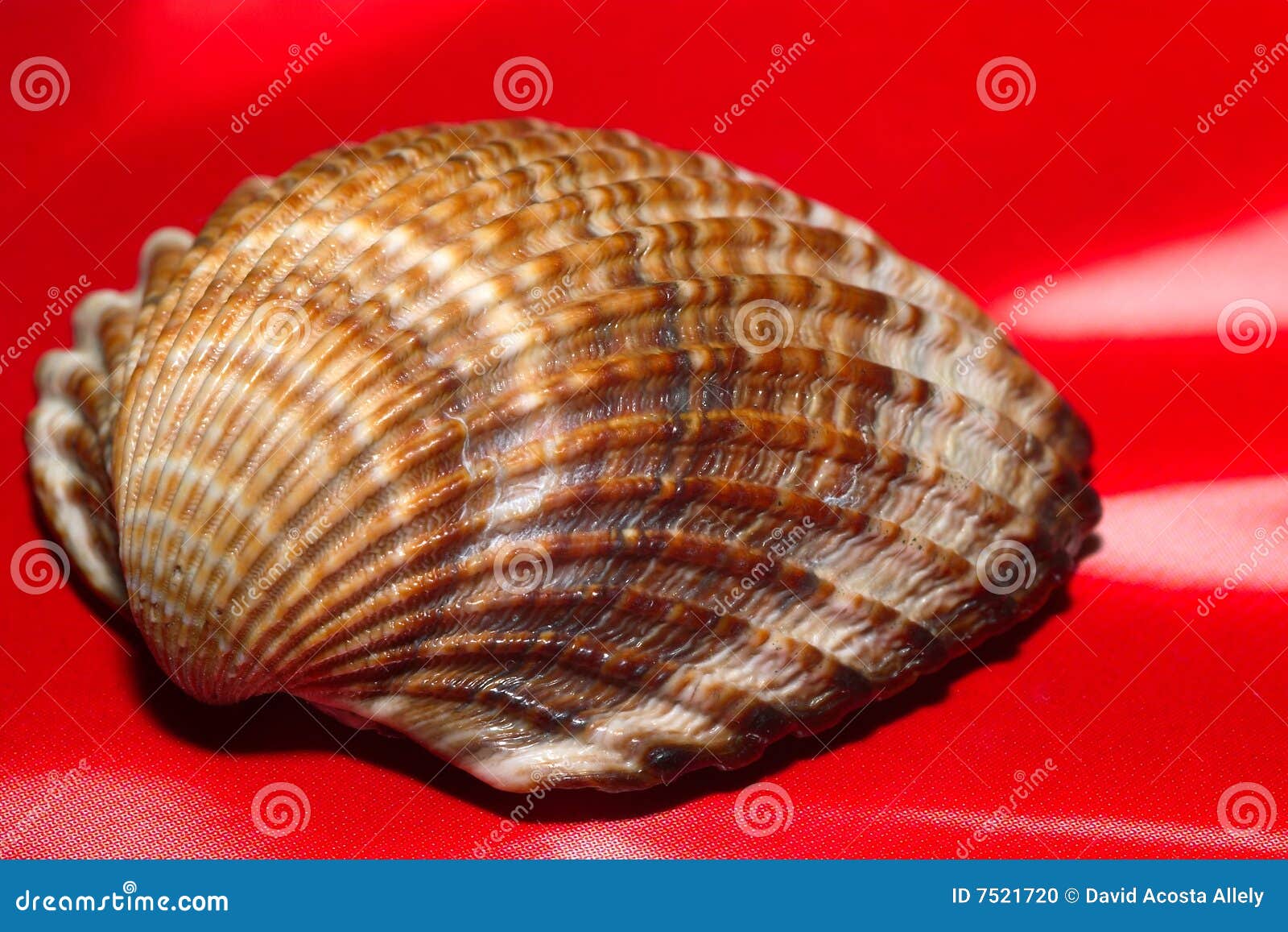Cockle ( Cerastoderma Edule ) Stock Photo - Image of animal, coast: 7521720