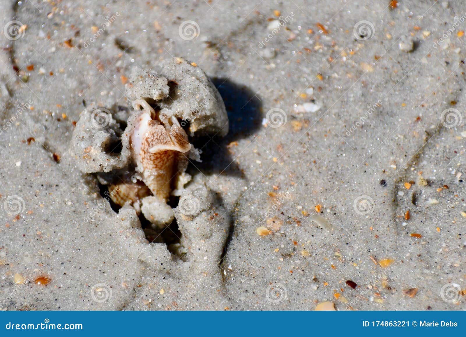 Cockle or on the Beach stock image. Image of sand, outdoors - 174863221