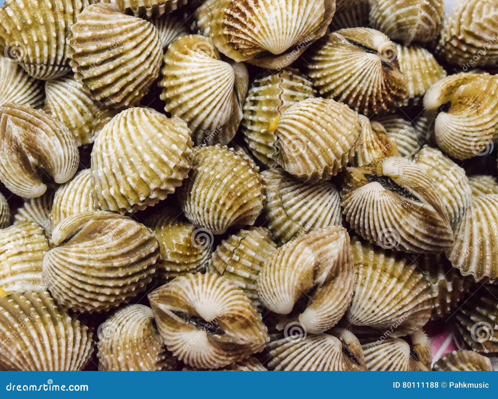 Cockle stock photo. Image of palette, cockleshells, aquatic - 80111188