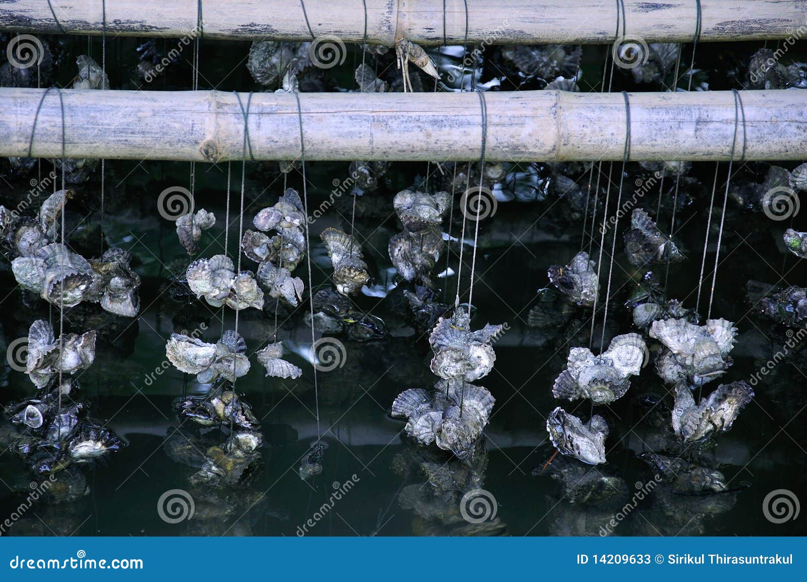Cockle Farm stock image. Image of economy, farm, mussel - 14209633