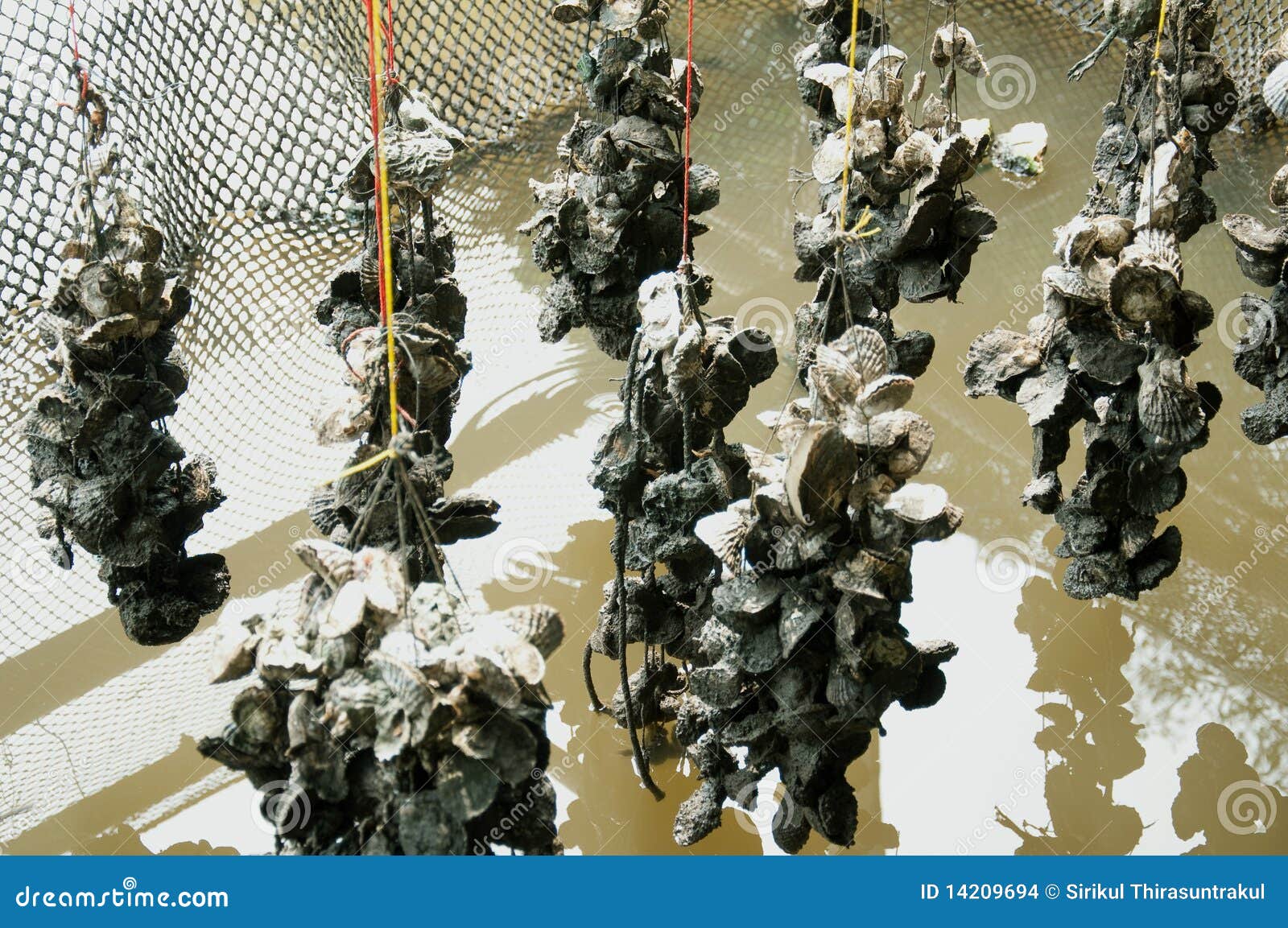 Cockle Farm stock photo. Image of fishery, farm, bamboo - 14209694