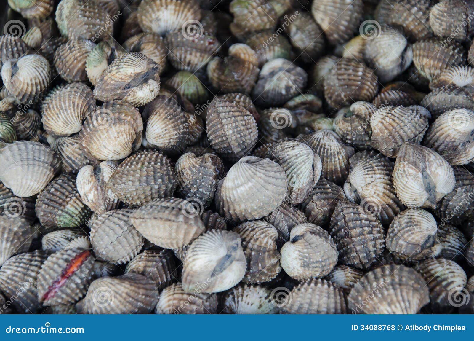 Cockle stock photo. Image of white, cuisine, bivalve - 34088768
