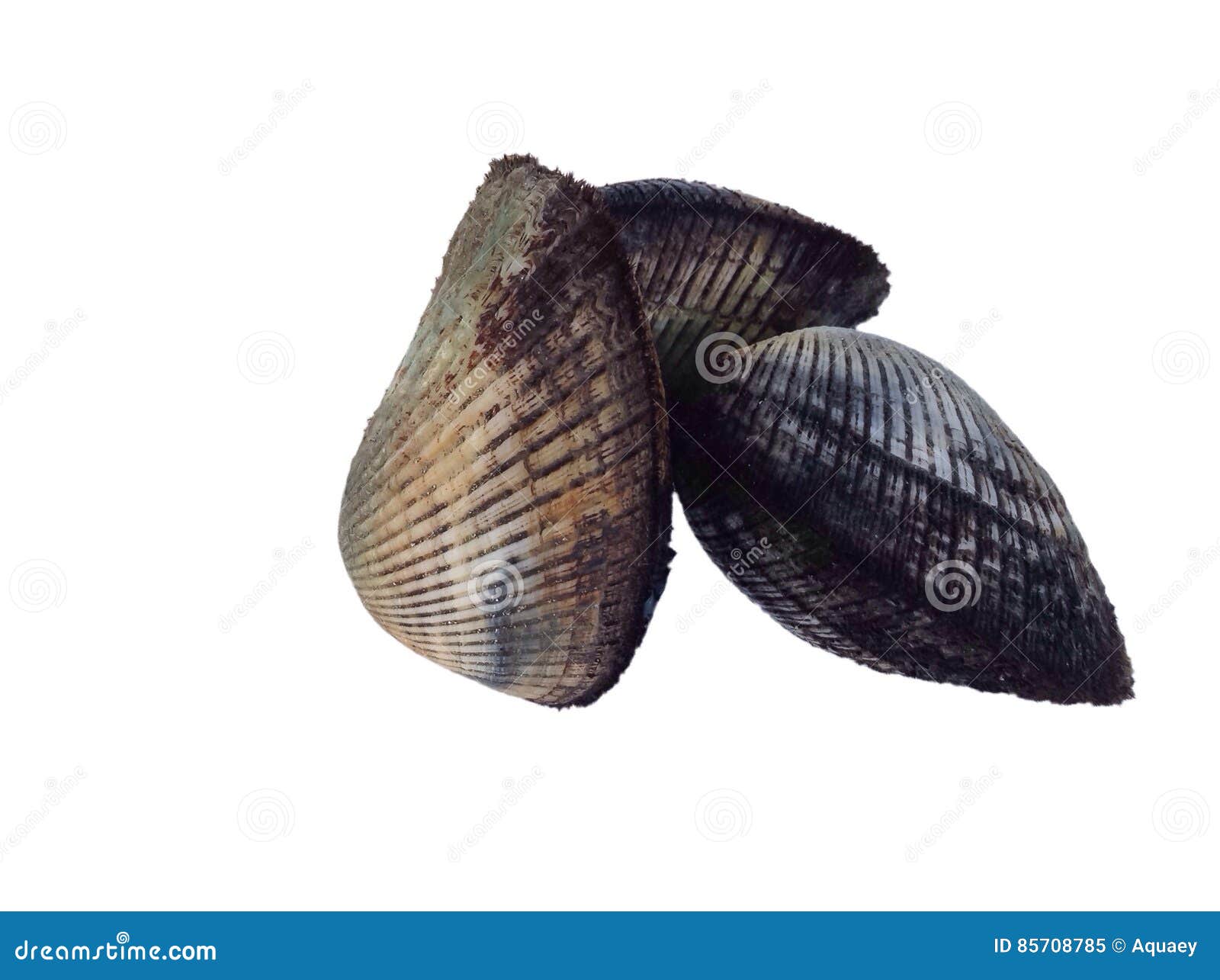 Cockle shell stock image. Image of dinner, invertebrate - 85708785
