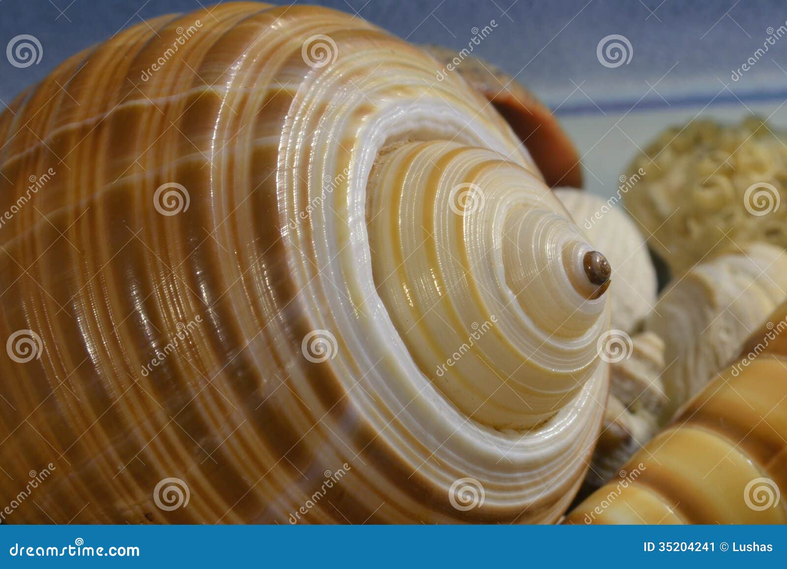 Cockle-shell stock image. Image of nature, article, item - 35204241