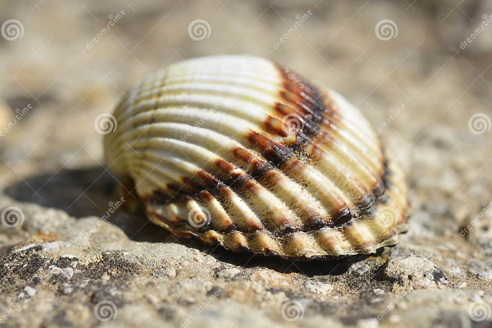 Cockle shell stock photo. Image of brown, edule, biology - 332598262