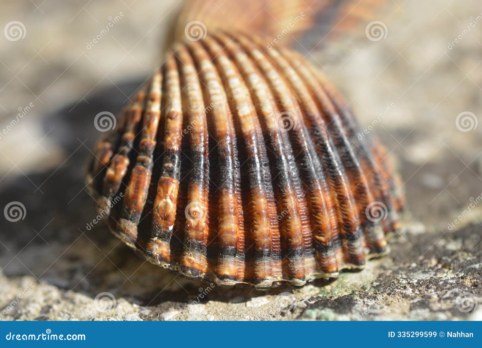 Cockle shell stock image. Image of biology, marine, edule - 335299599