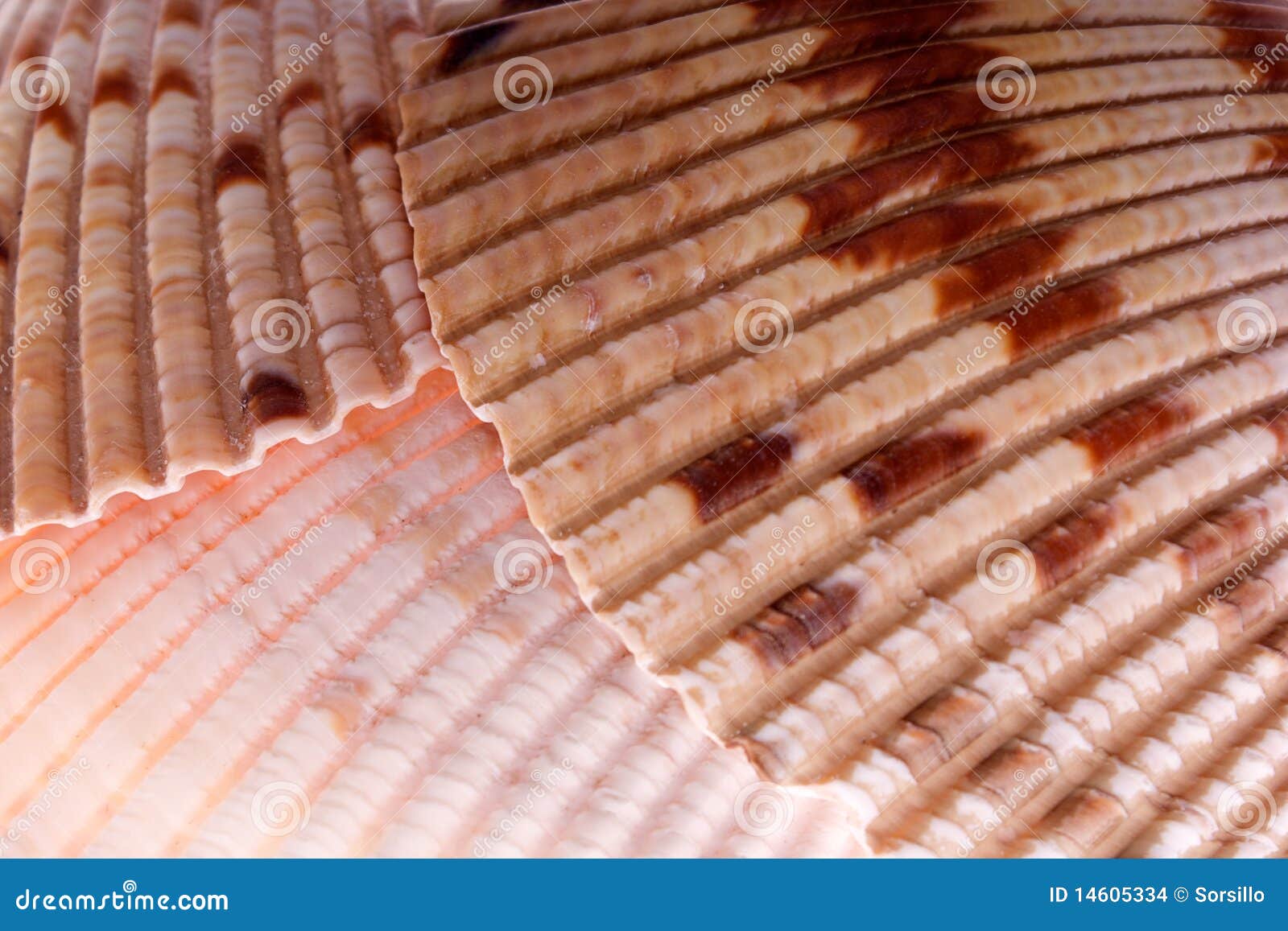 Cockle shell detail stock photo. Image of abstract, detail - 14605334
