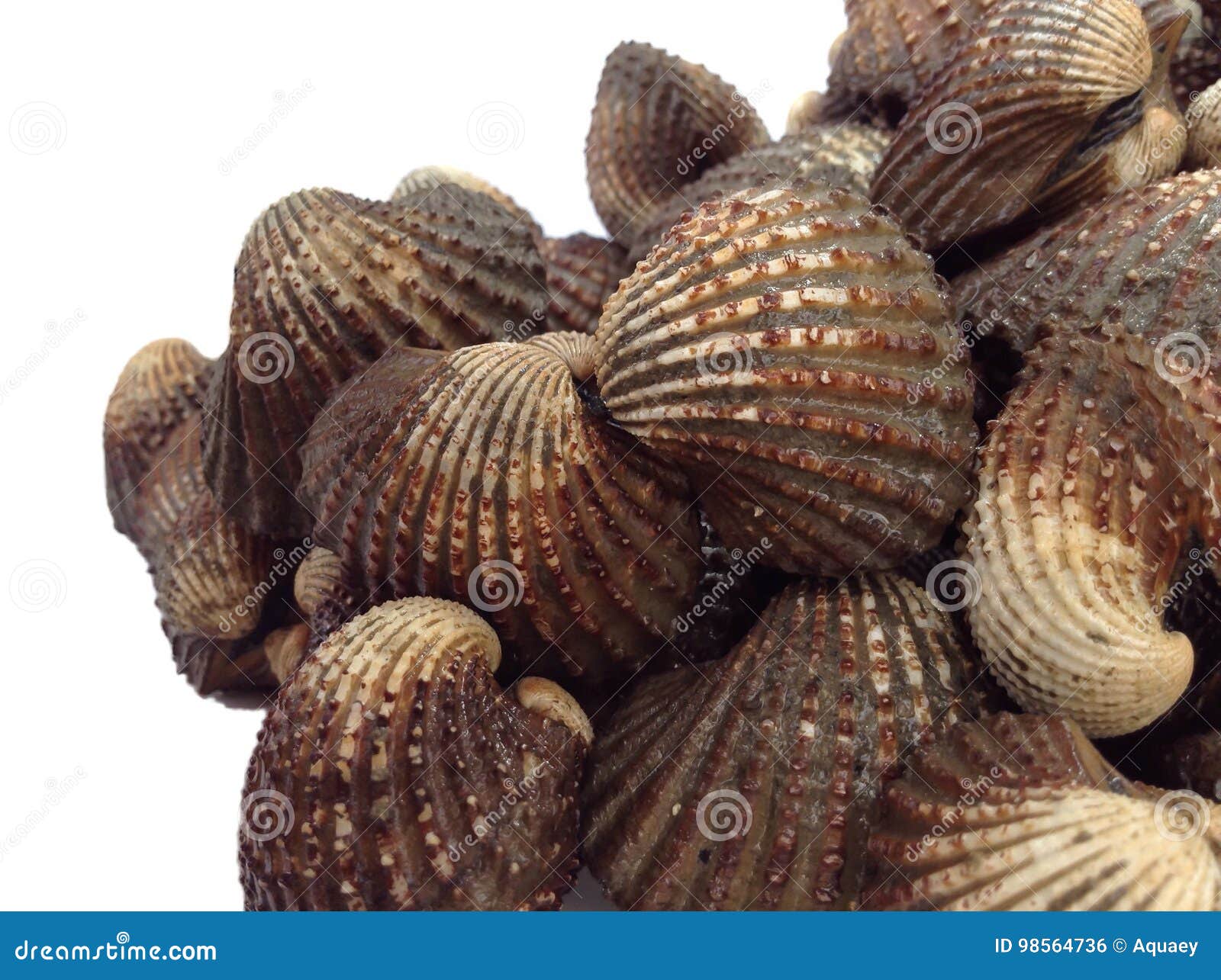 Cockle shell stock photo. Image of grill, invertebrate - 98564736