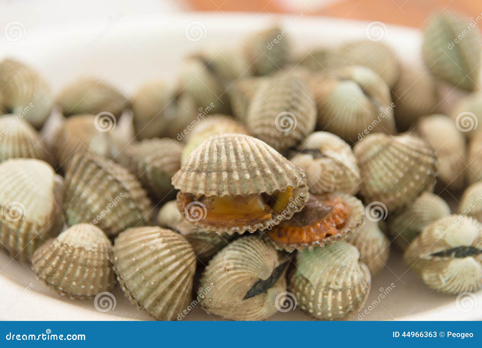 Cockle shell stock image. Image of bivalve, ocean, cockleshells - 44966363